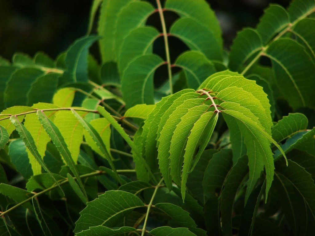 Neem Tree Wallpapers - Top Free Neem Tree Backgrounds - WallpaperAccess