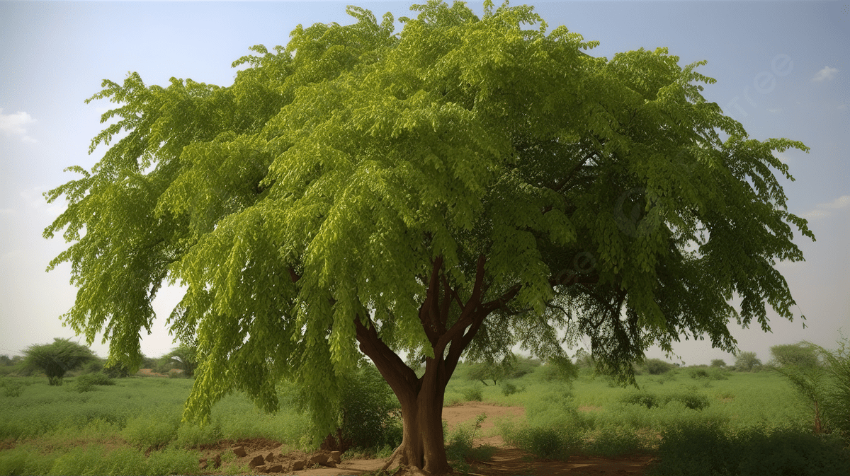 Neem Tree Wallpapers - Top Free Neem Tree Backgrounds - WallpaperAccess
