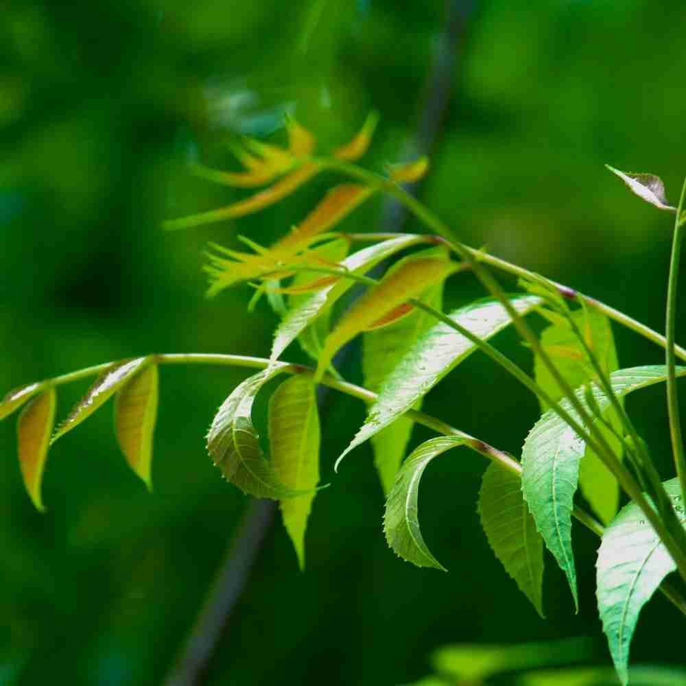 Neem Tree Wallpapers - Top Free Neem Tree Backgrounds - WallpaperAccess
