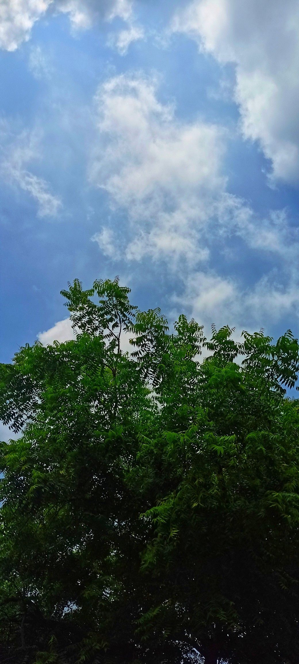 Neem Tree Wallpapers - Top Free Neem Tree Backgrounds - WallpaperAccess