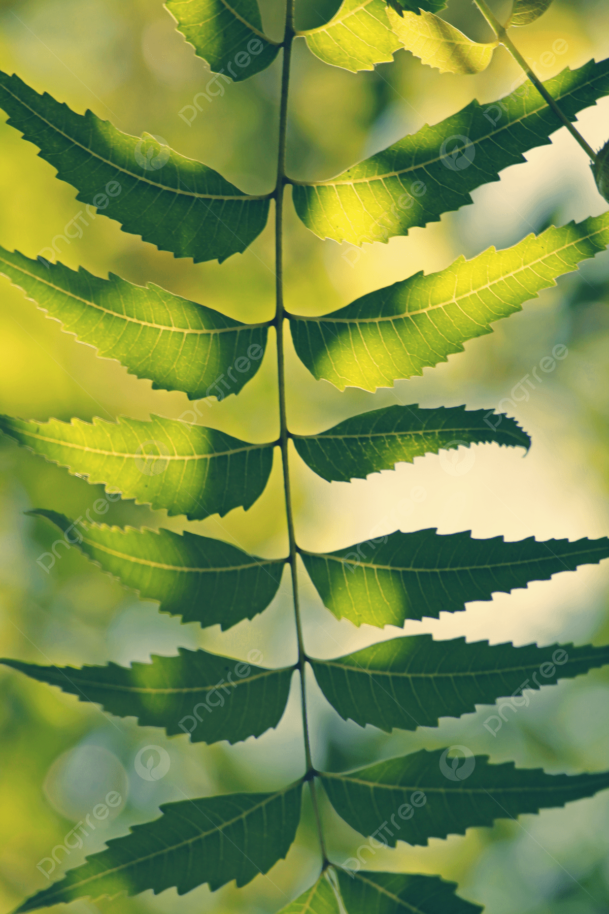 Neem Tree Wallpapers - Top Free Neem Tree Backgrounds - WallpaperAccess