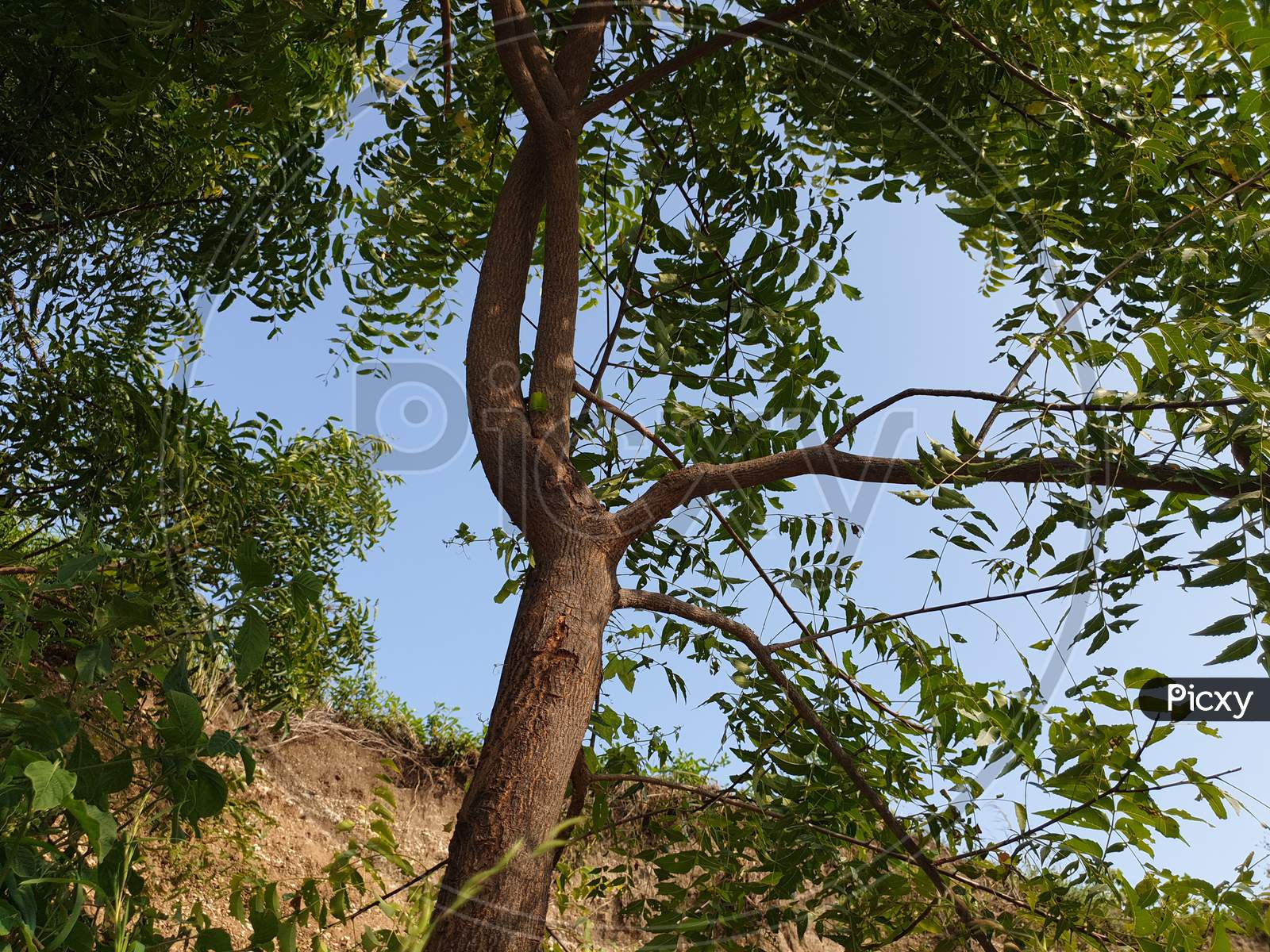 Neem Tree Wallpapers - Top Free Neem Tree Backgrounds - WallpaperAccess