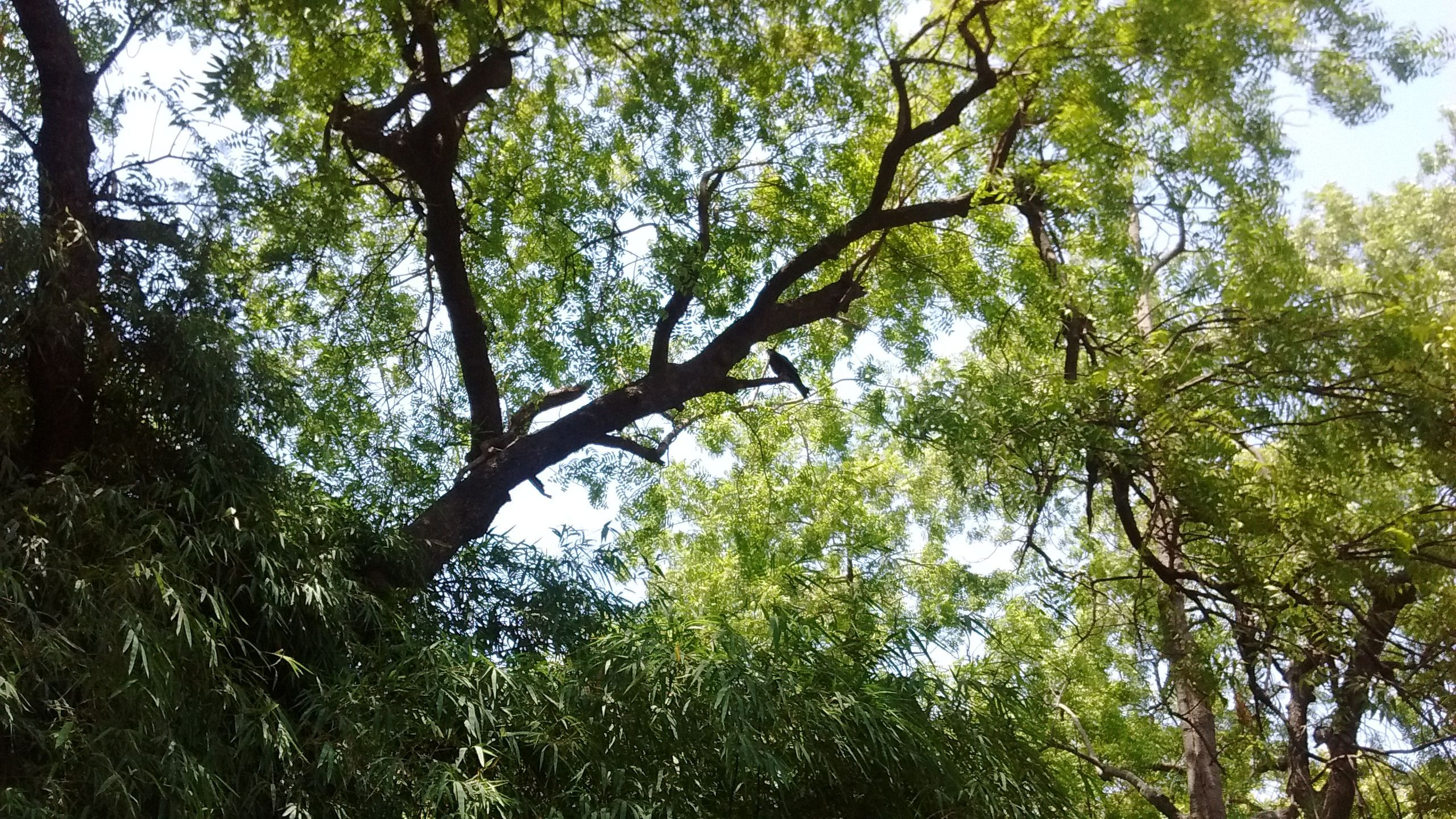 Neem Tree Wallpapers - Top Free Neem Tree Backgrounds - WallpaperAccess