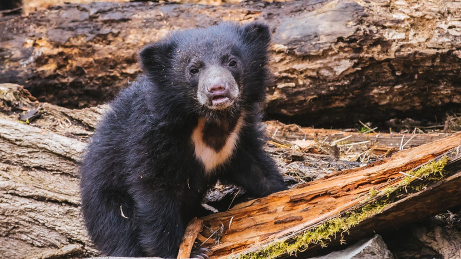 Sloth Bear Wallpapers - Top Free Sloth Bear Backgrounds - WallpaperAccess