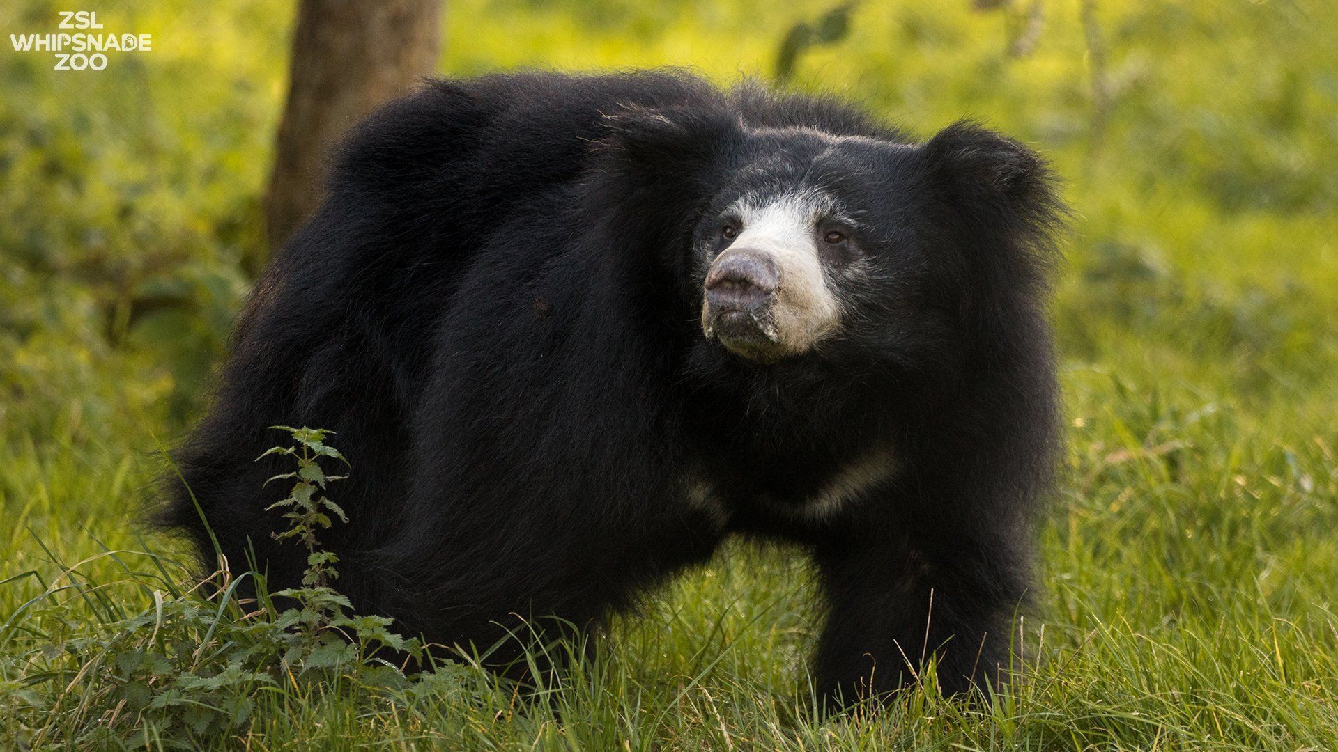 Sloth Bear Wallpapers - Top Free Sloth Bear Backgrounds - WallpaperAccess