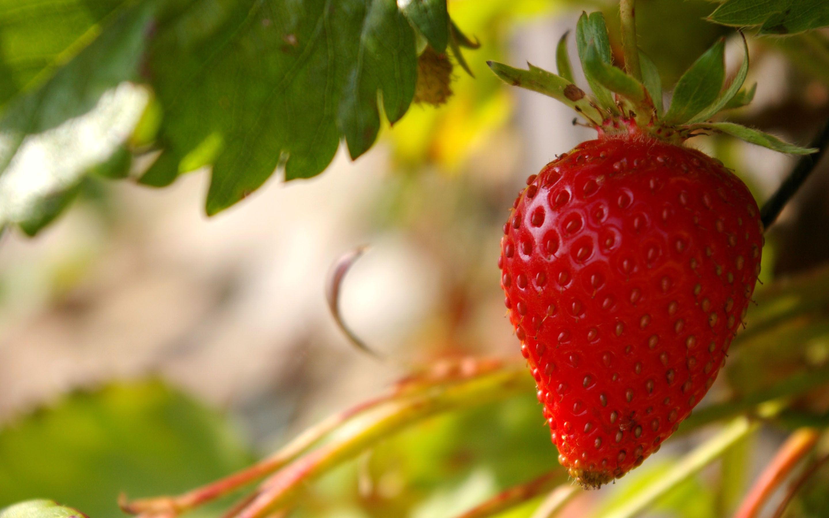 Strawberry PC Wallpapers - Top Free Strawberry PC Backgrounds ...