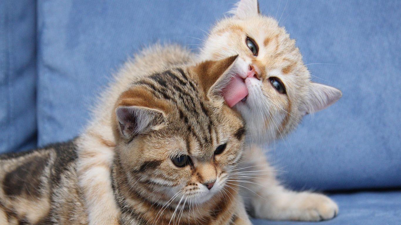 Animated Cat Wallpapers - Top Free Animated Cat Backgrounds ...