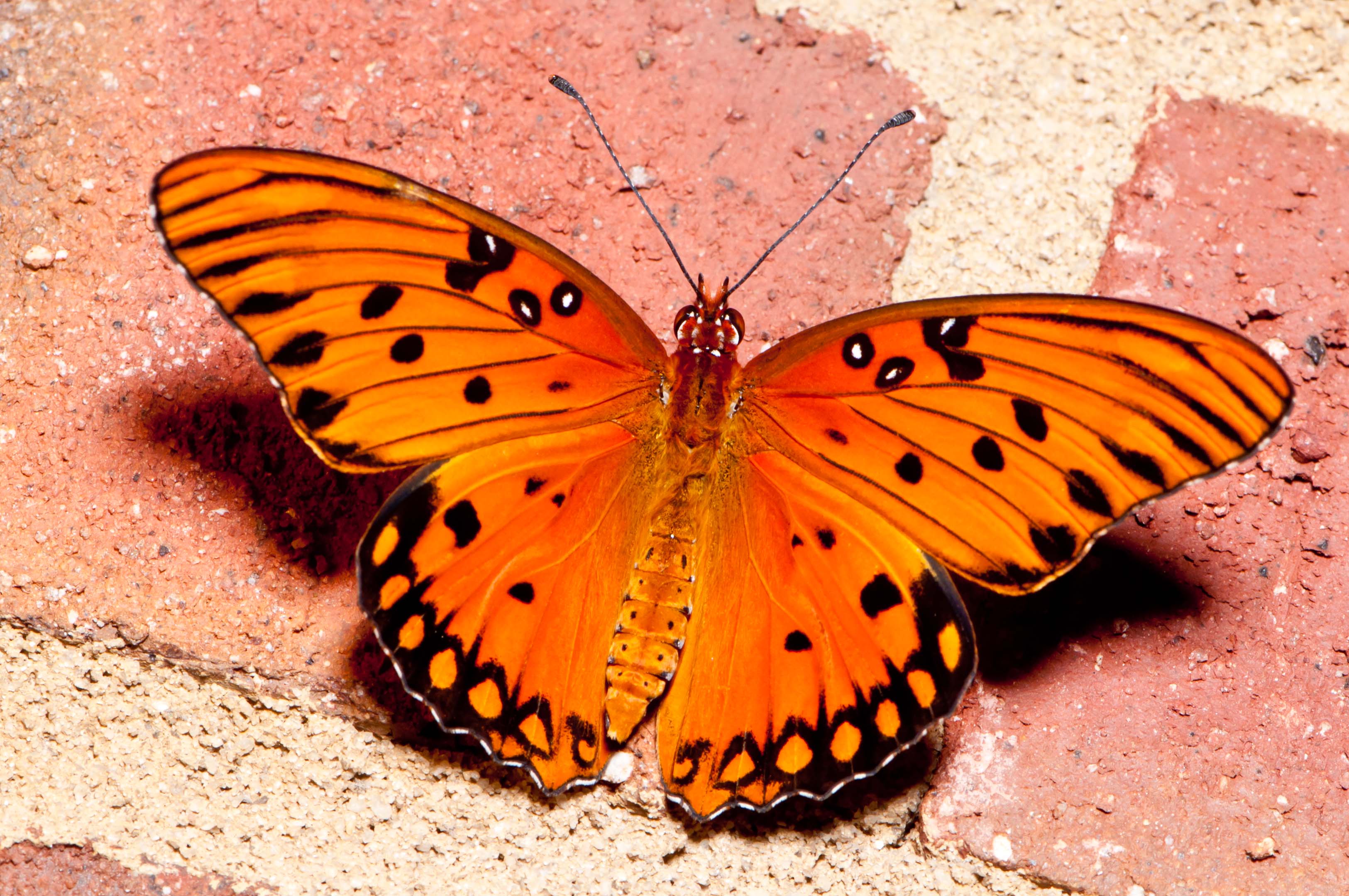 Orange Butterfly Wallpapers - Top Free Orange Butterfly Backgrounds ...