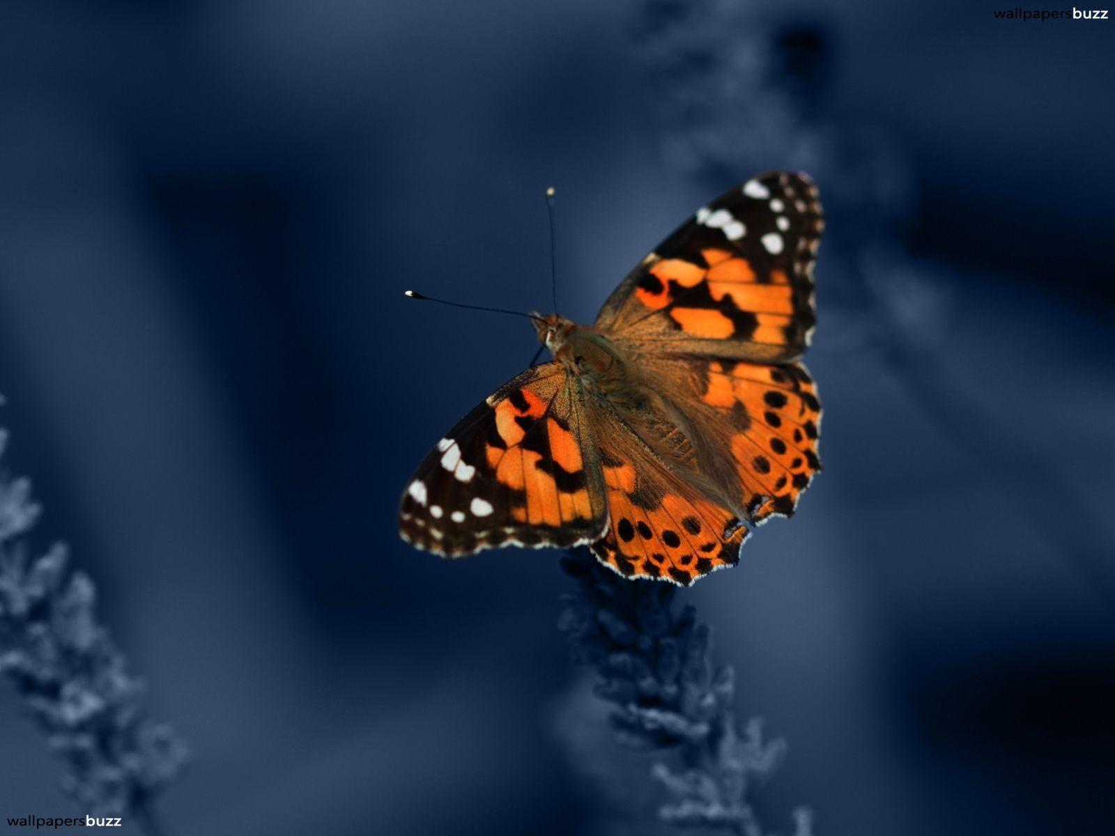 Orange Butterfly Wallpapers - Top Free Orange Butterfly Backgrounds ...