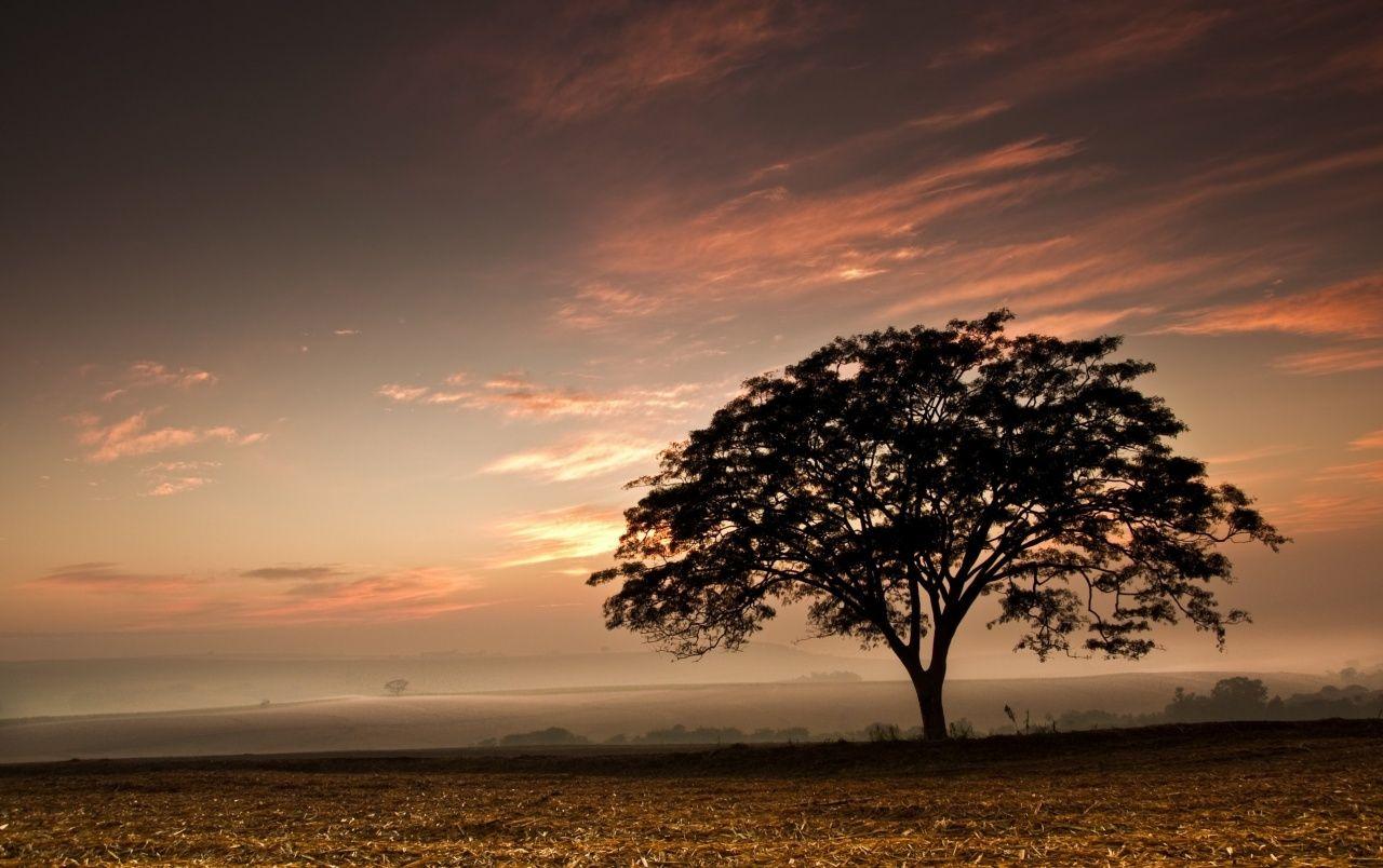 Dark Tree HD Wallpapers - Top Free Dark Tree HD Backgrounds ...