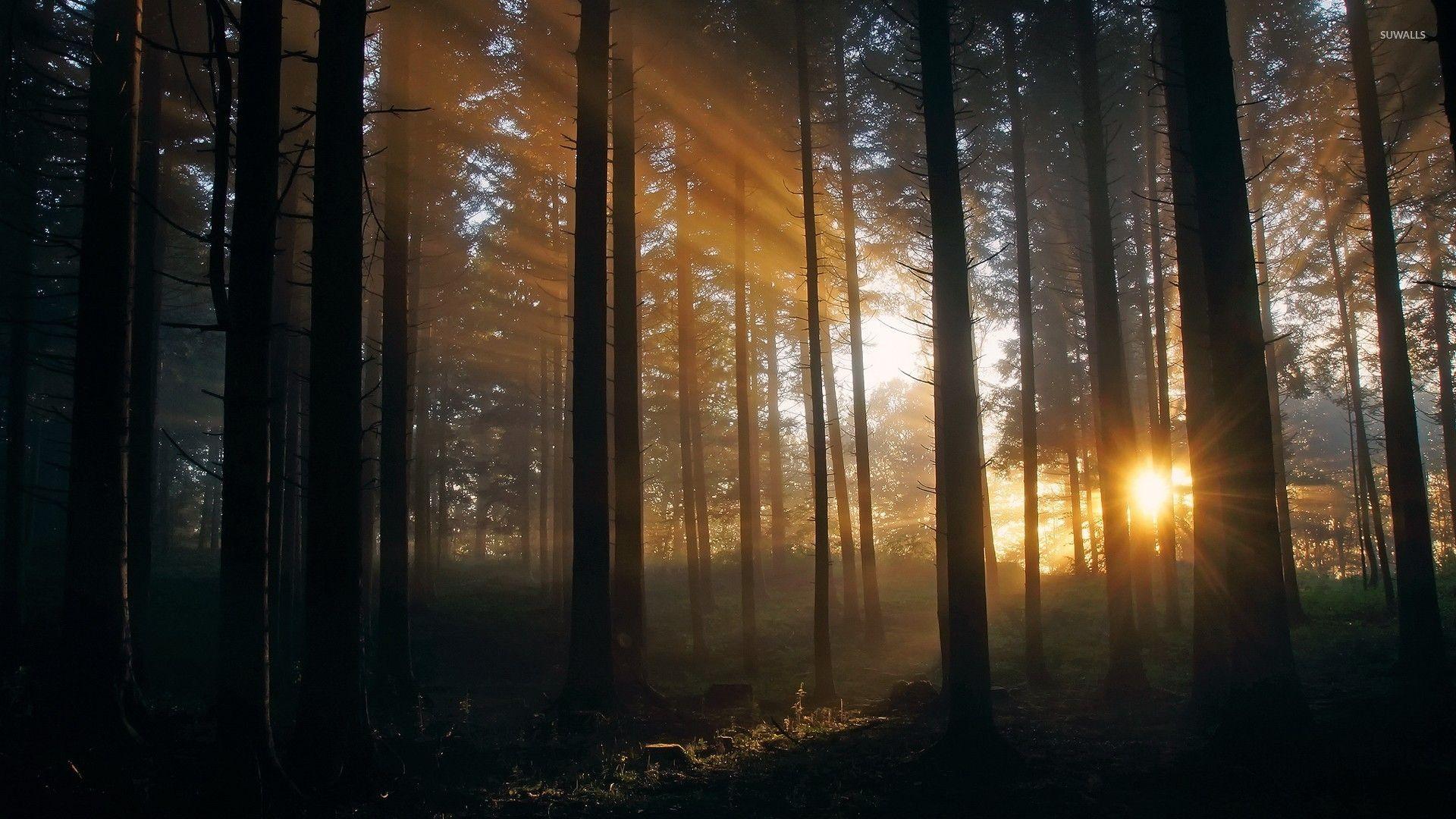 Dark Tree Wallpapers - Top Free Dark Tree Backgrounds - WallpaperAccess