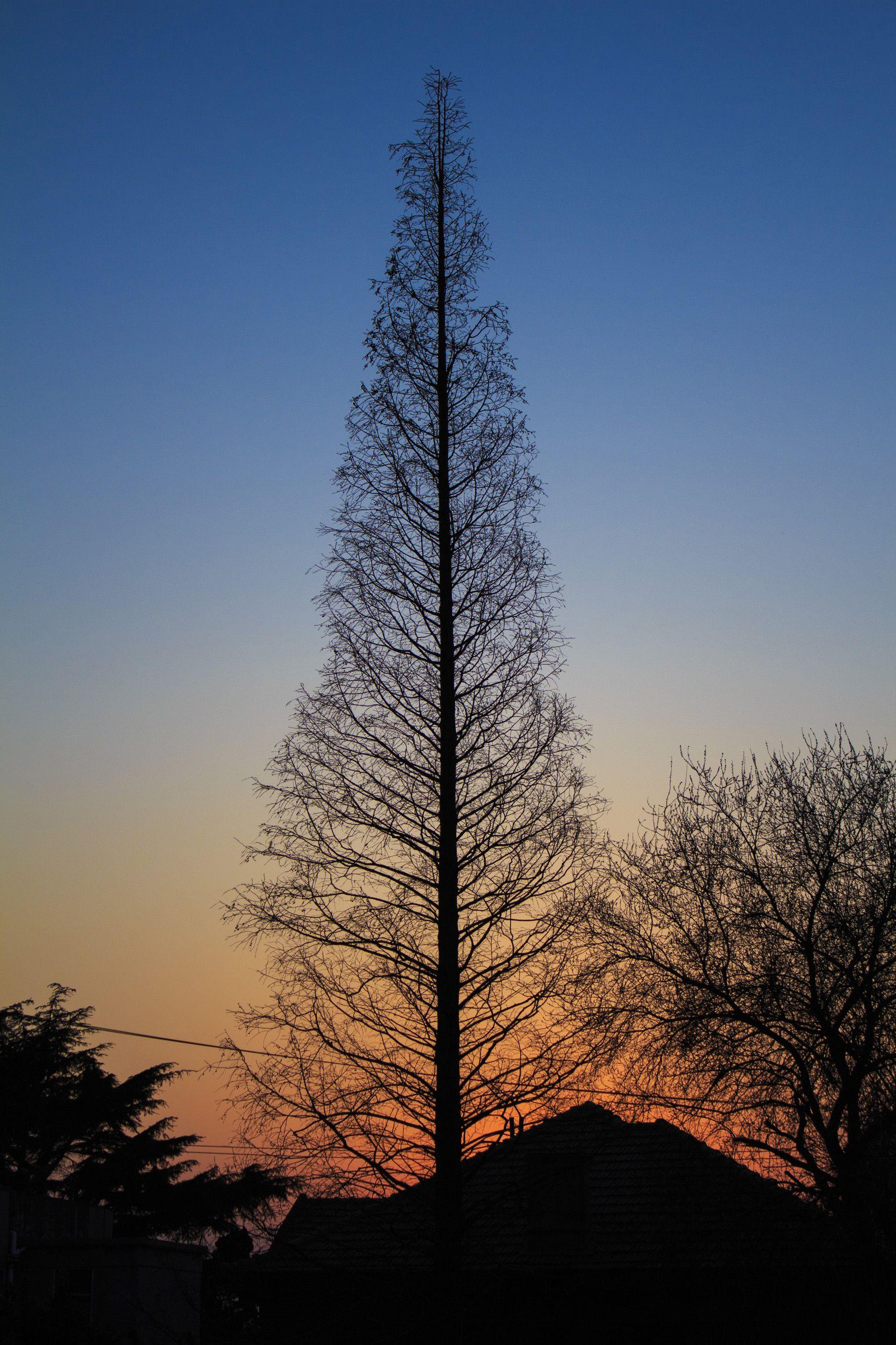 Dark Tree Wallpapers - Top Free Dark Tree Backgrounds - WallpaperAccess