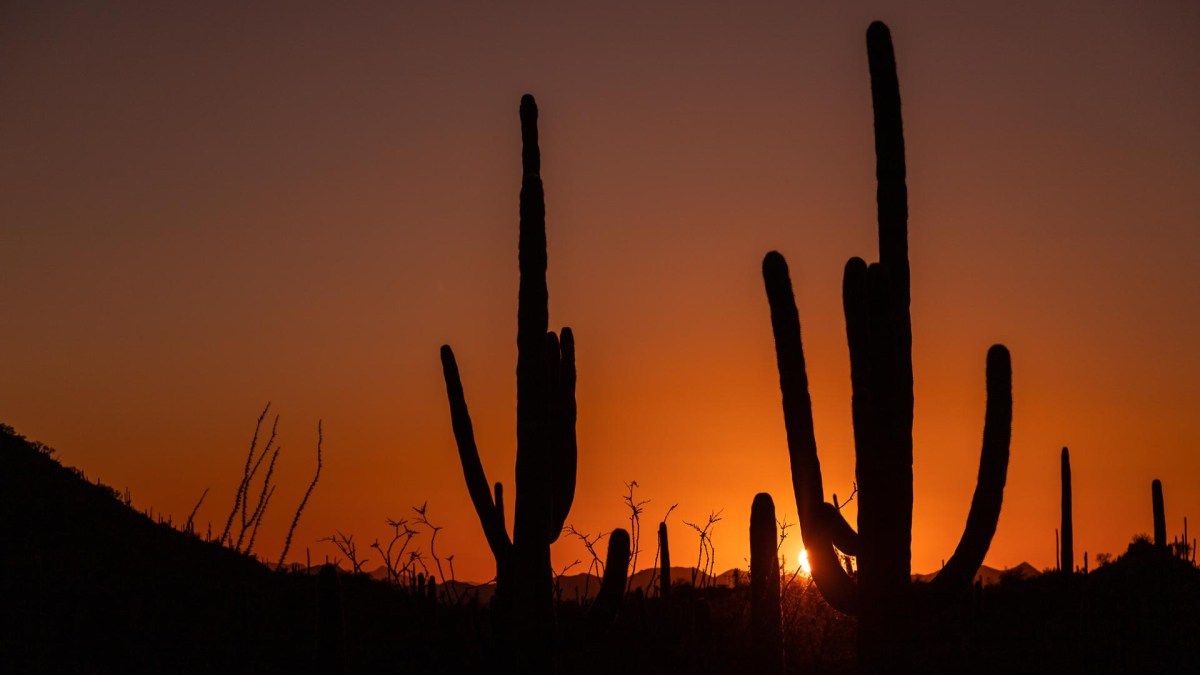 Saguaro Wallpapers - Top Free Saguaro Backgrounds - WallpaperAccess