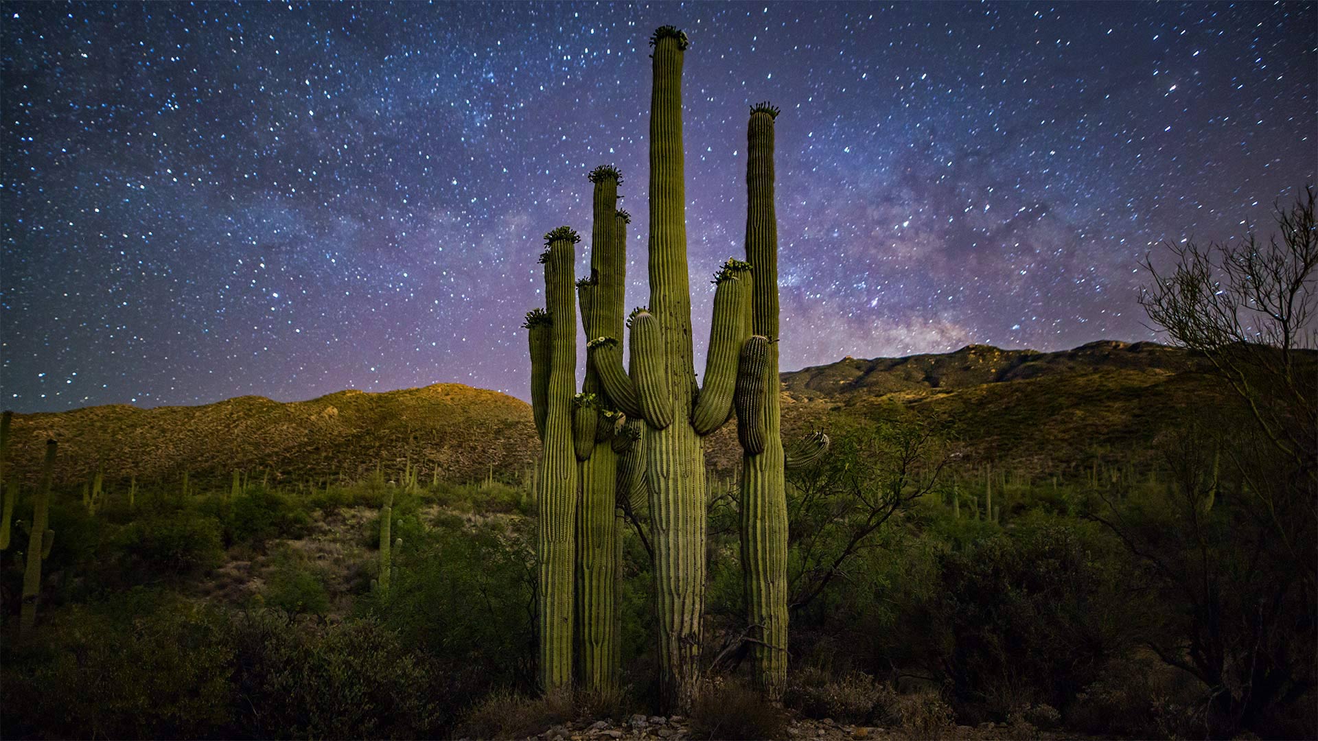 Saguaro Wallpapers - Top Free Saguaro Backgrounds - WallpaperAccess