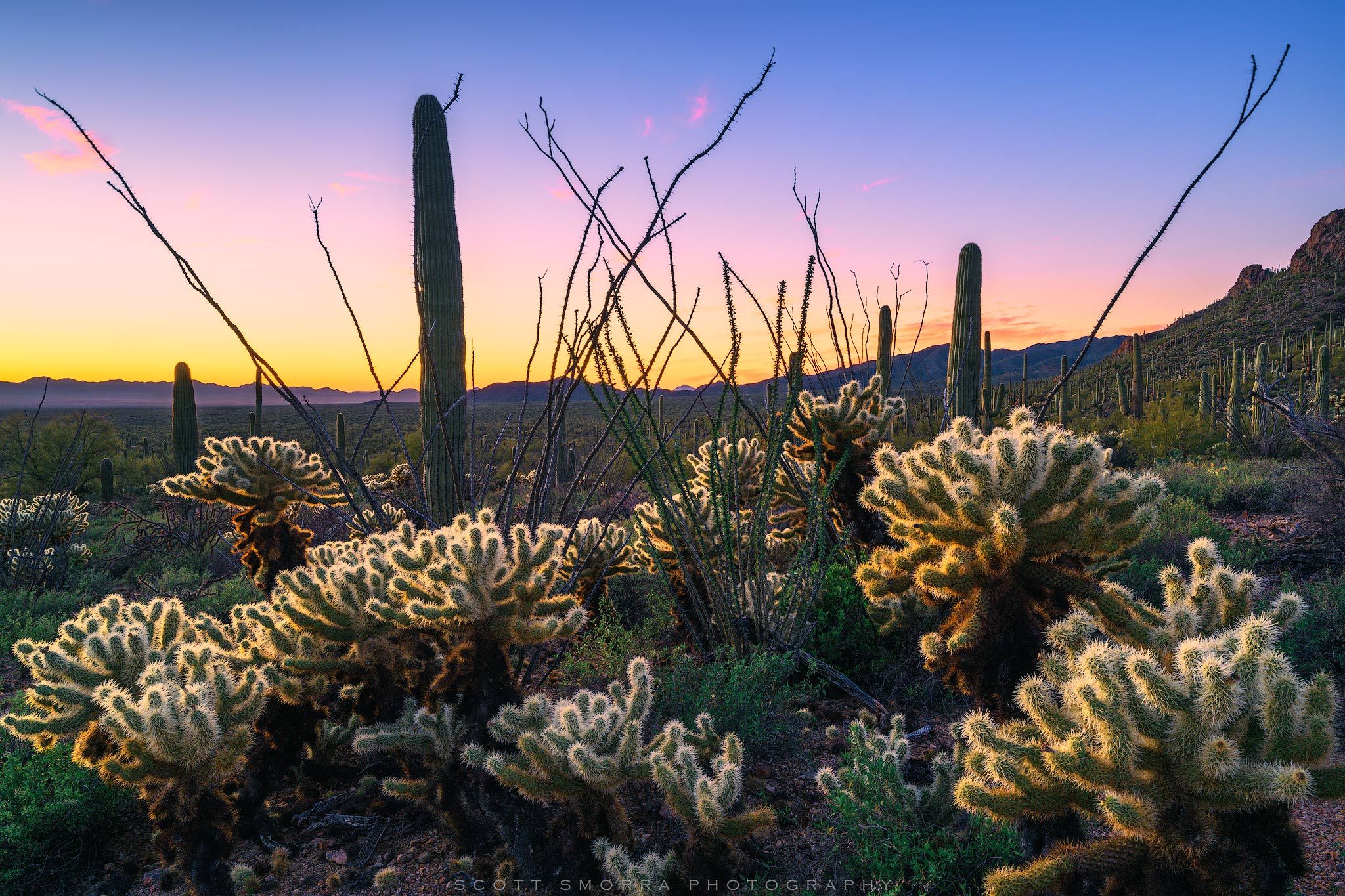 Saguaro Wallpapers - Top Free Saguaro Backgrounds - WallpaperAccess