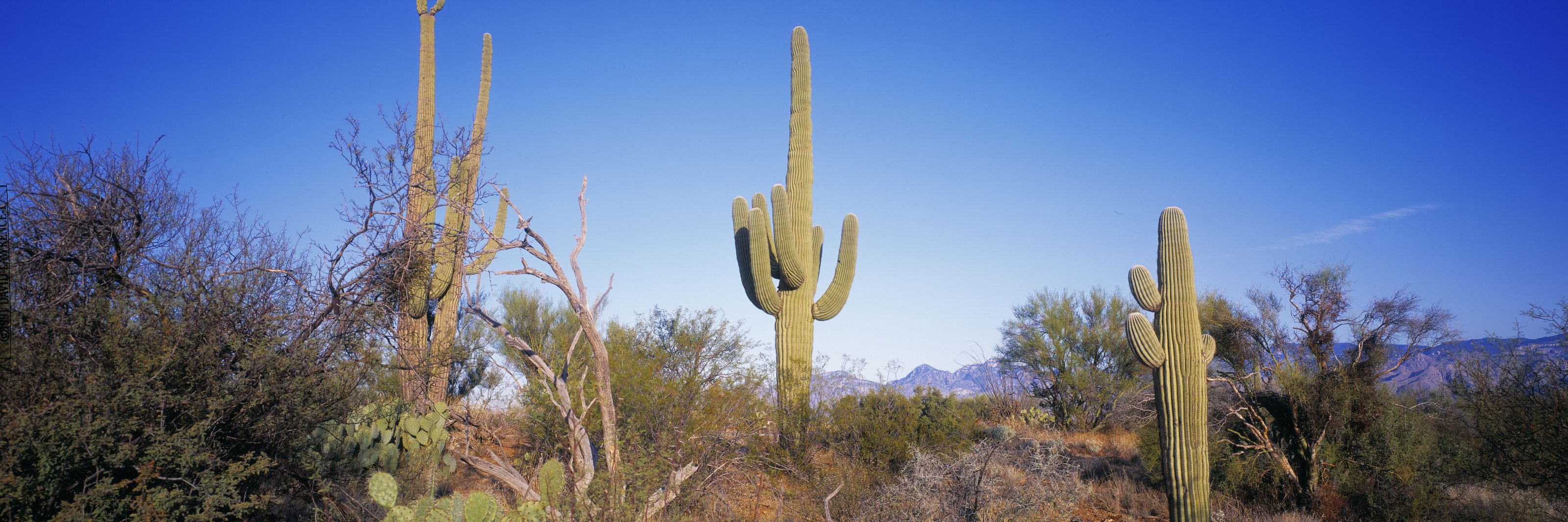 Saguaro Wallpapers - Top Free Saguaro Backgrounds - WallpaperAccess