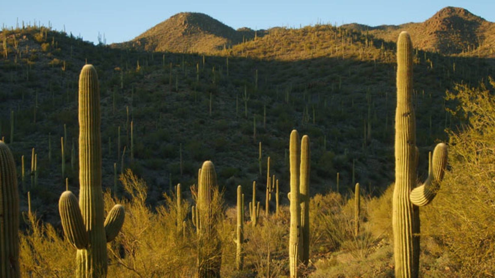 Saguaro Wallpapers - Top Free Saguaro Backgrounds - WallpaperAccess