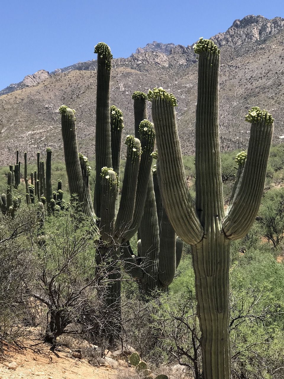 Saguaro Wallpapers - Top Free Saguaro Backgrounds - WallpaperAccess