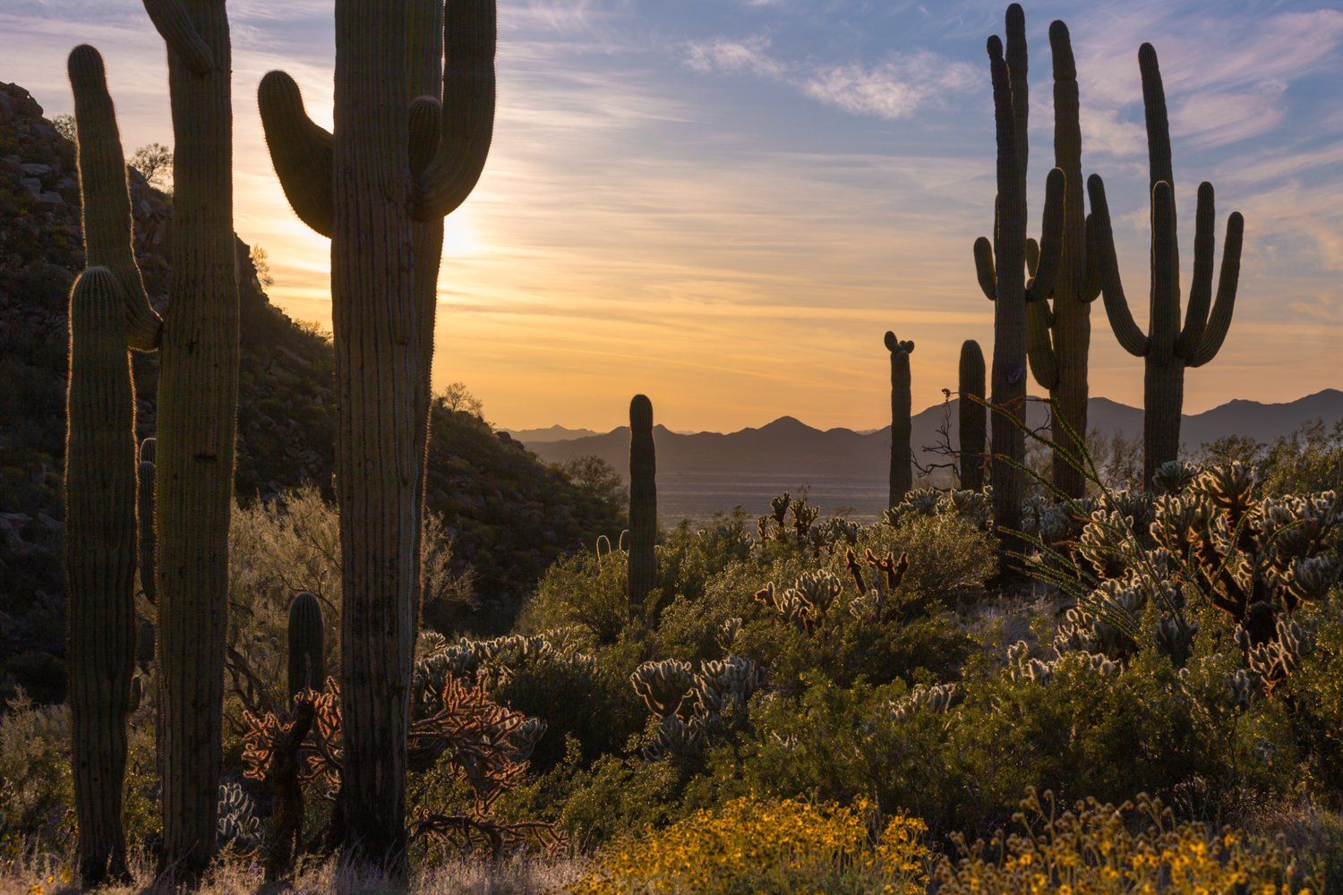 Saguaro Wallpapers - Top Free Saguaro Backgrounds - WallpaperAccess