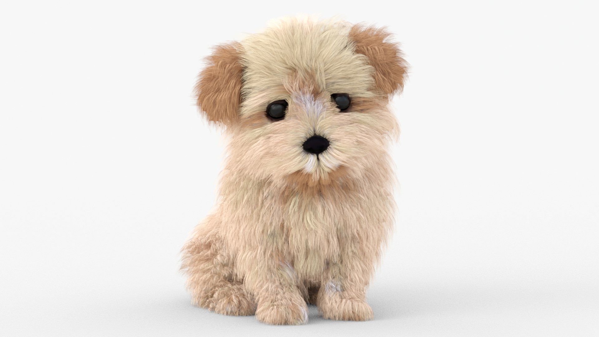 Maltipoo Wallpapers - Top Free Maltipoo Backgrounds - WallpaperAccess