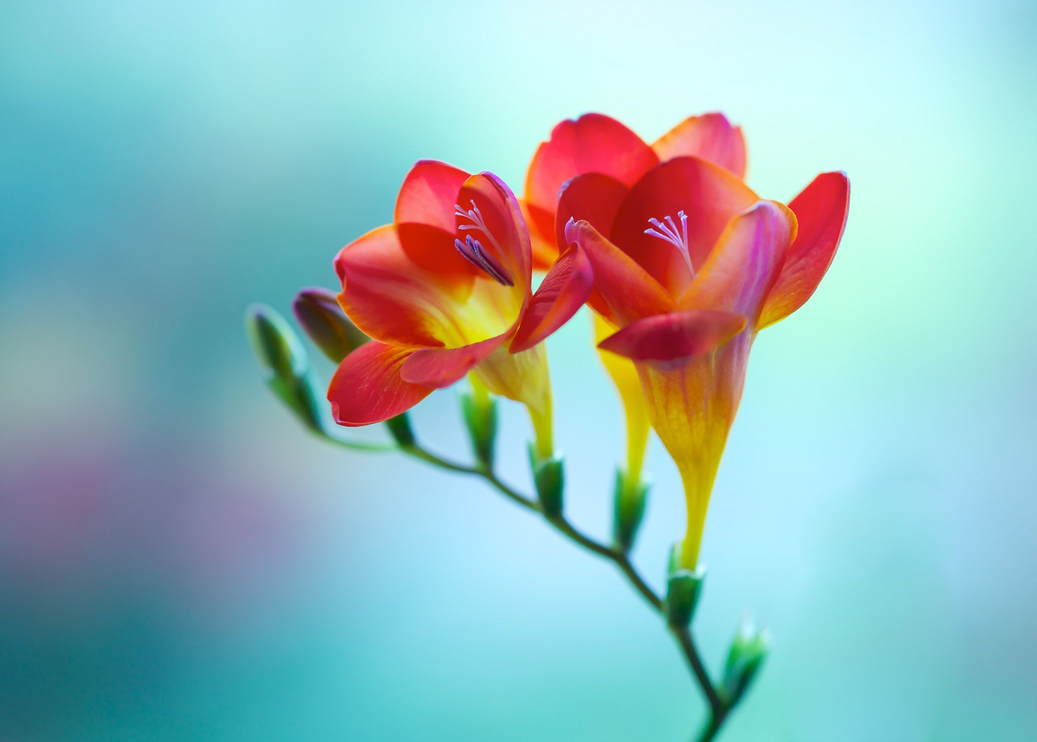 Freesia Wallpapers - Top Free Freesia Backgrounds - WallpaperAccess