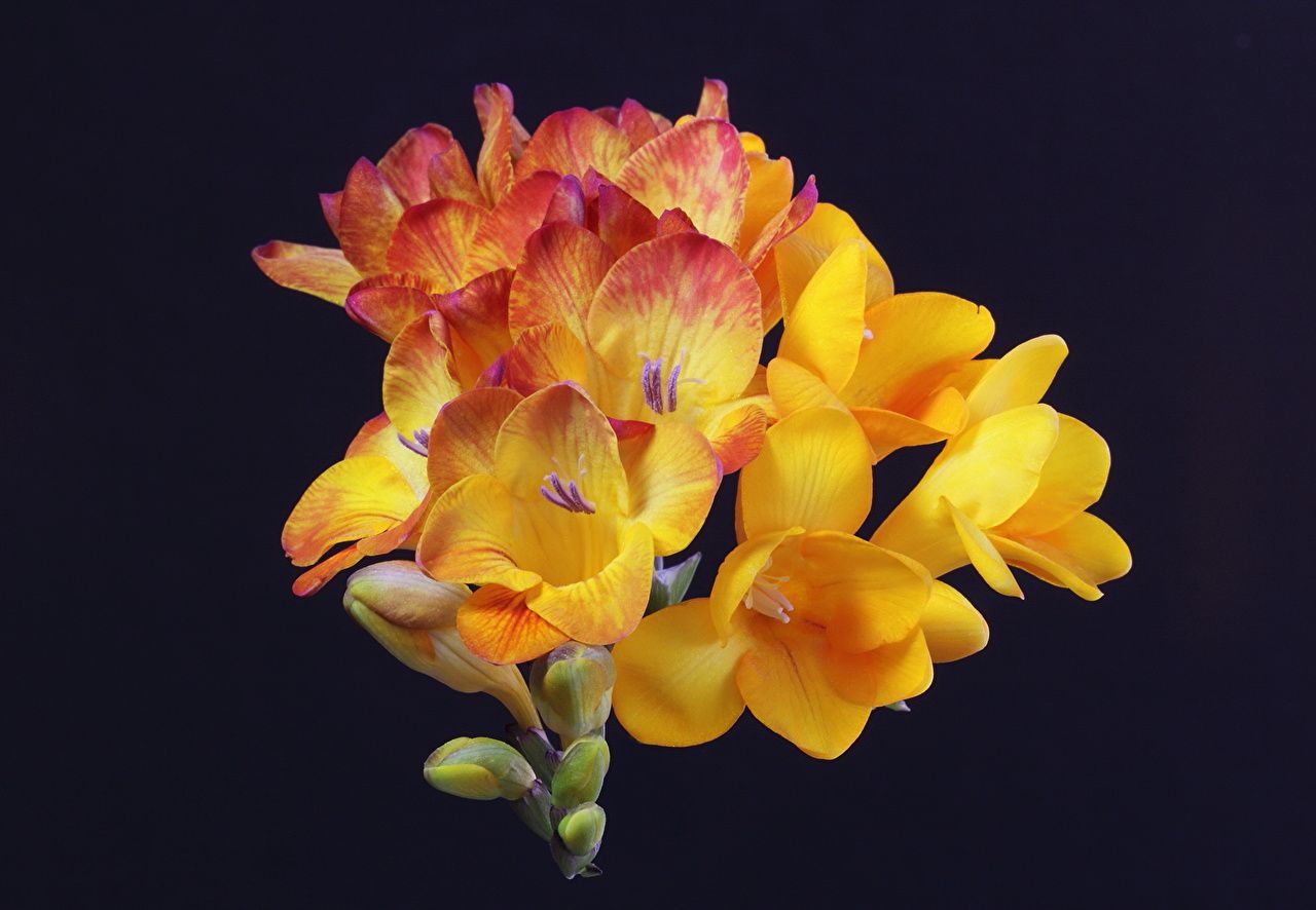 Freesia Wallpapers - Top Free Freesia Backgrounds - WallpaperAccess
