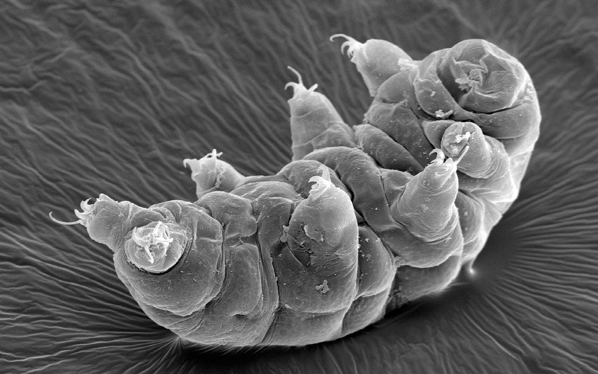 Tardigrade Wallpapers - Top Free Tardigrade Backgrounds - WallpaperAccess