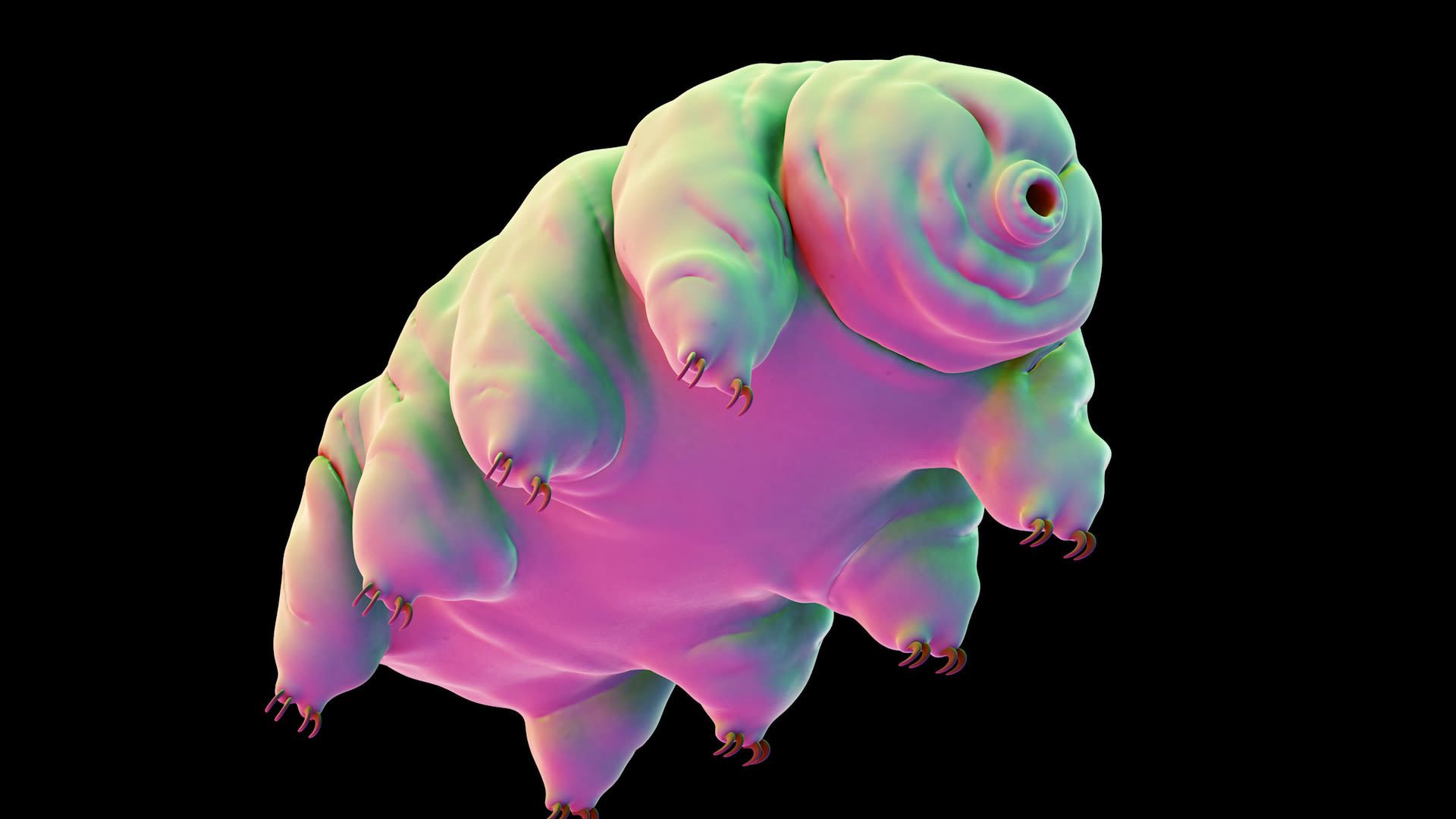 Tardigrade Wallpapers - Top Free Tardigrade Backgrounds - WallpaperAccess