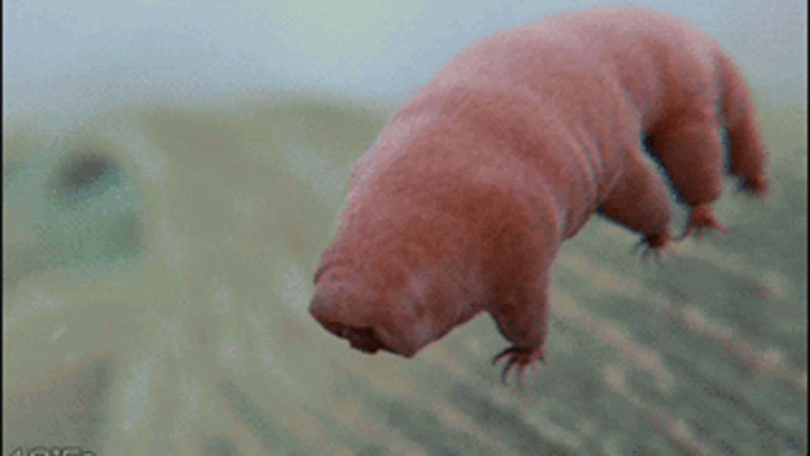 Tardigrade Wallpapers - Top Free Tardigrade Backgrounds - WallpaperAccess