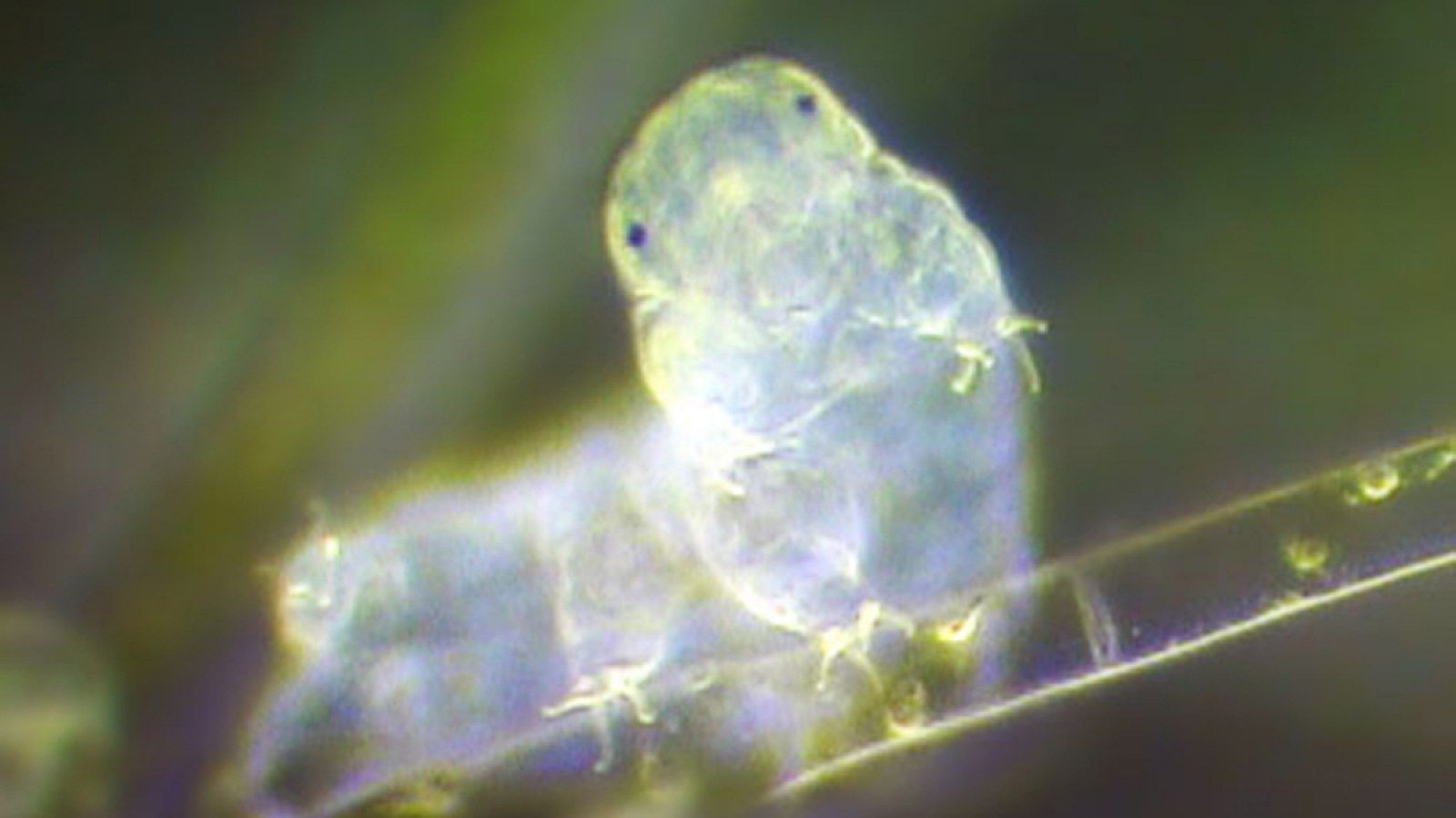 Tardigrade Wallpapers - Top Free Tardigrade Backgrounds - WallpaperAccess