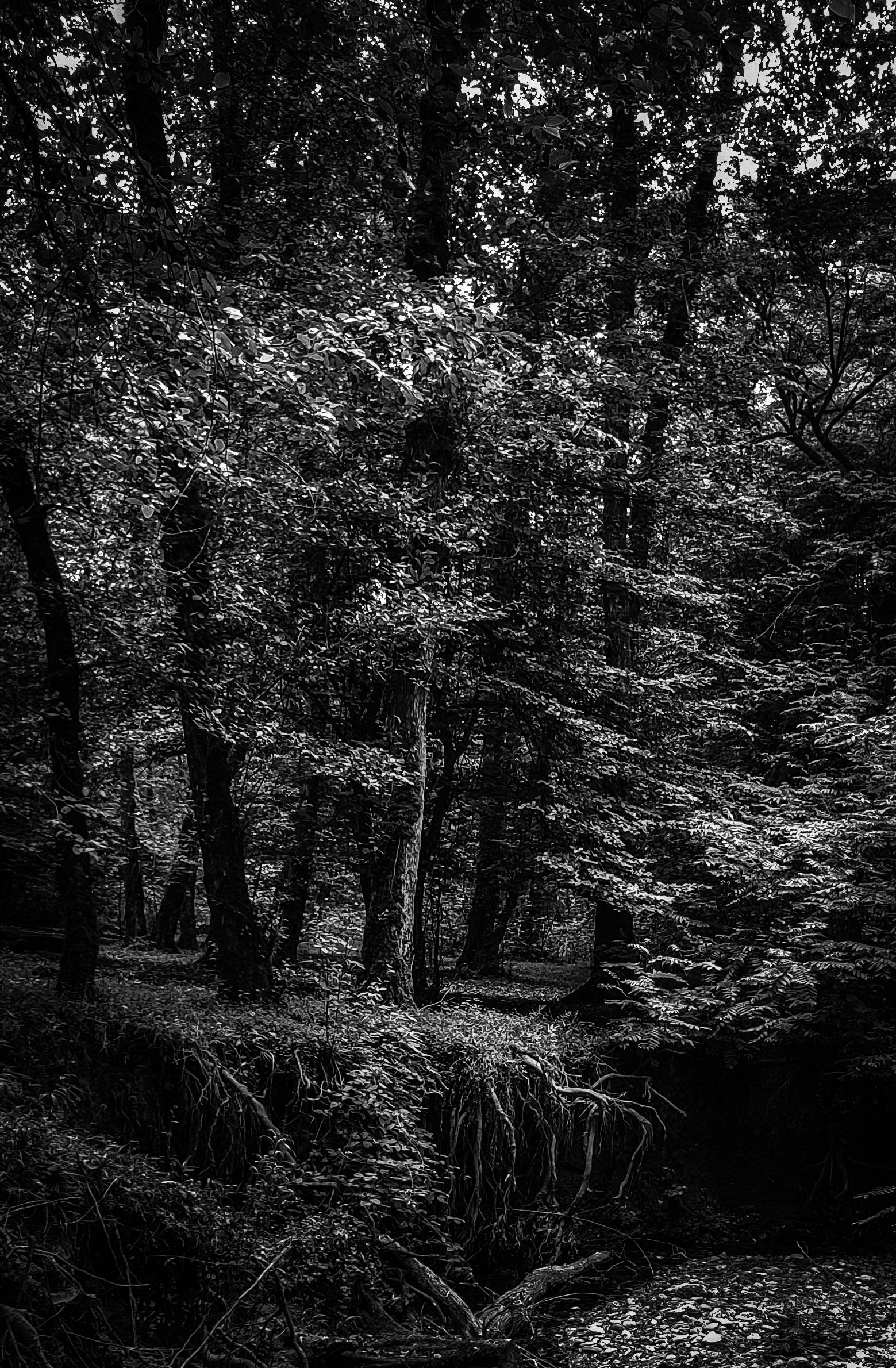 DSBM Wallpapers - Top Free DSBM Backgrounds - WallpaperAccess