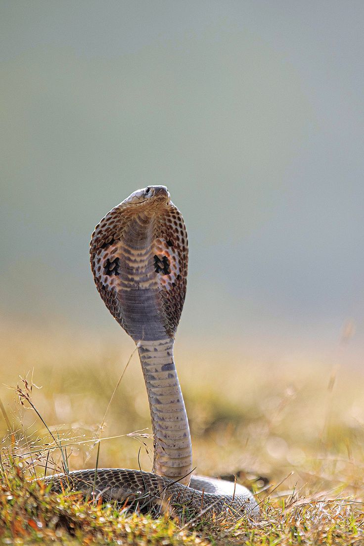 Goga Maharaj Wallpapers - Top Free Goga Maharaj Backgrounds - WallpaperAccess