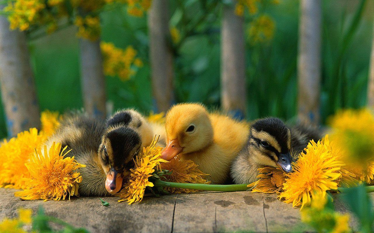Cute Duck Wallpapers - Top Free Cute Duck Backgrounds - WallpaperAccess
