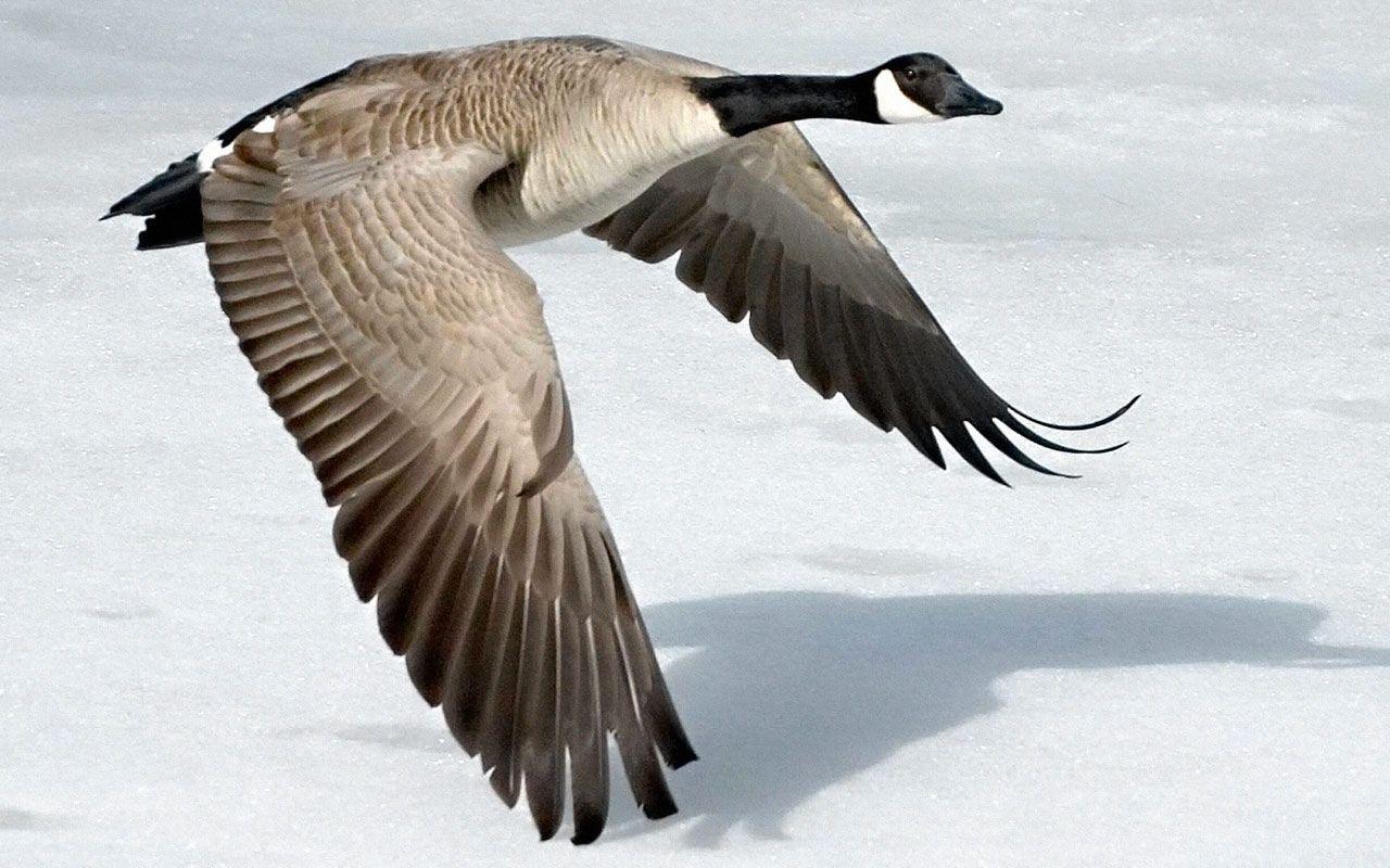 Geese Wallpapers - Top Free Geese Backgrounds - WallpaperAccess
