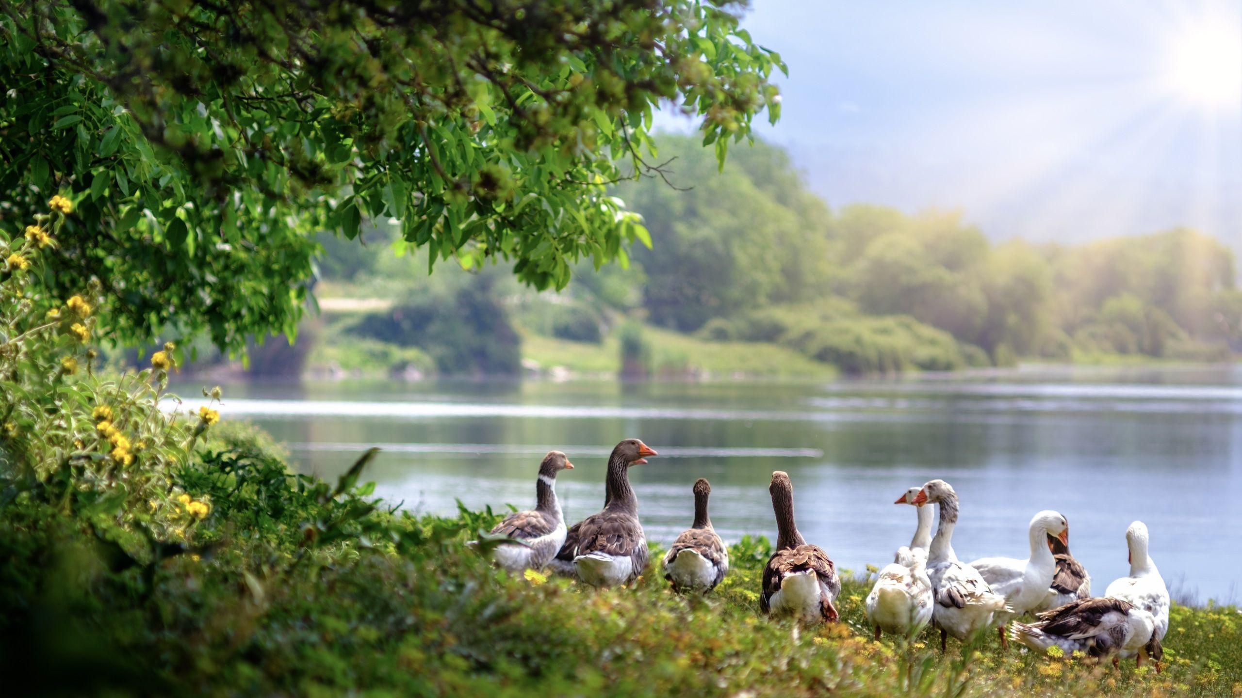 Geese Wallpapers - Top Free Geese Backgrounds - WallpaperAccess