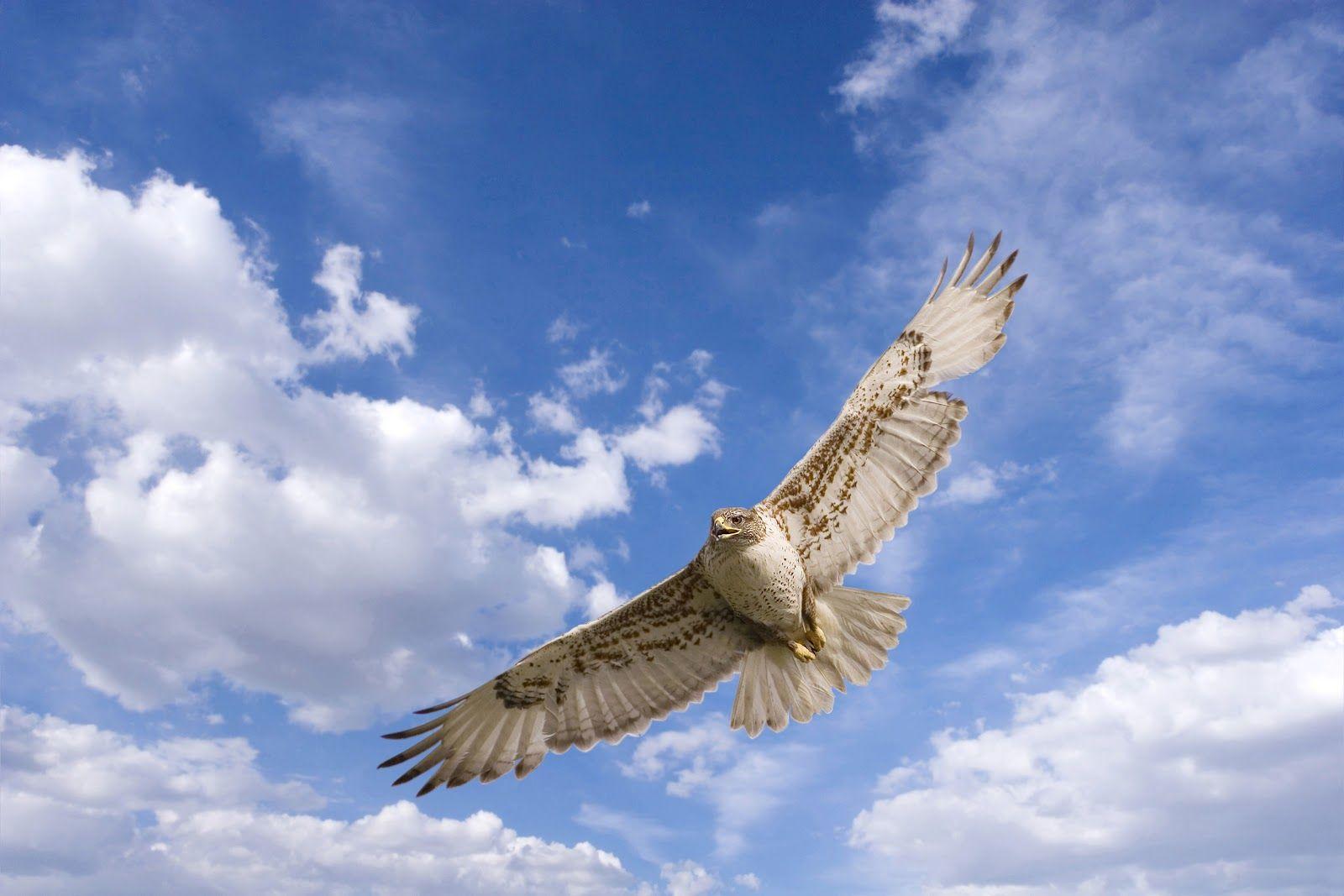 Hawk Wallpapers - Top Những Hình Ảnh Đẹp