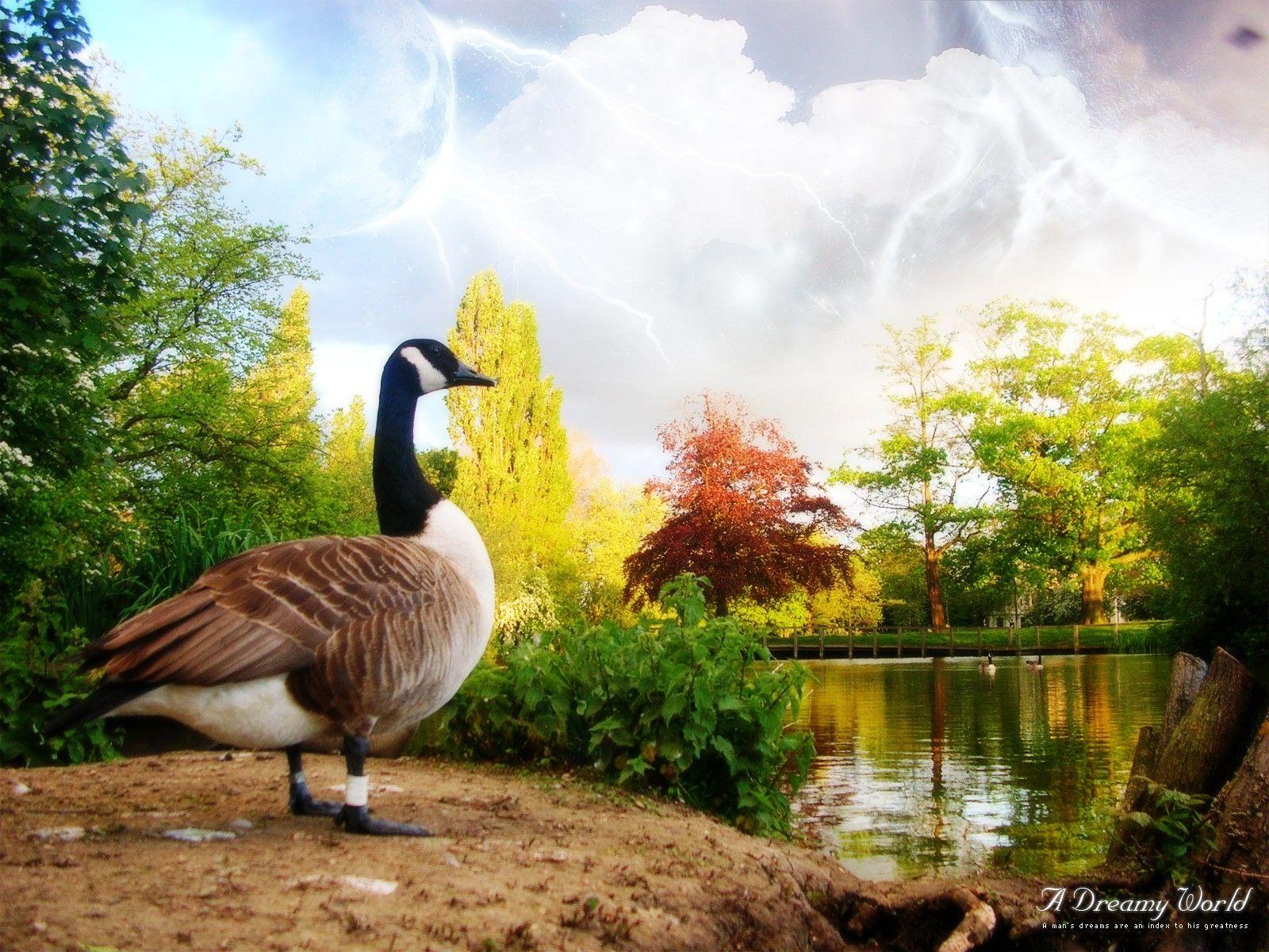 Geese Wallpapers - Top Free Geese Backgrounds - WallpaperAccess