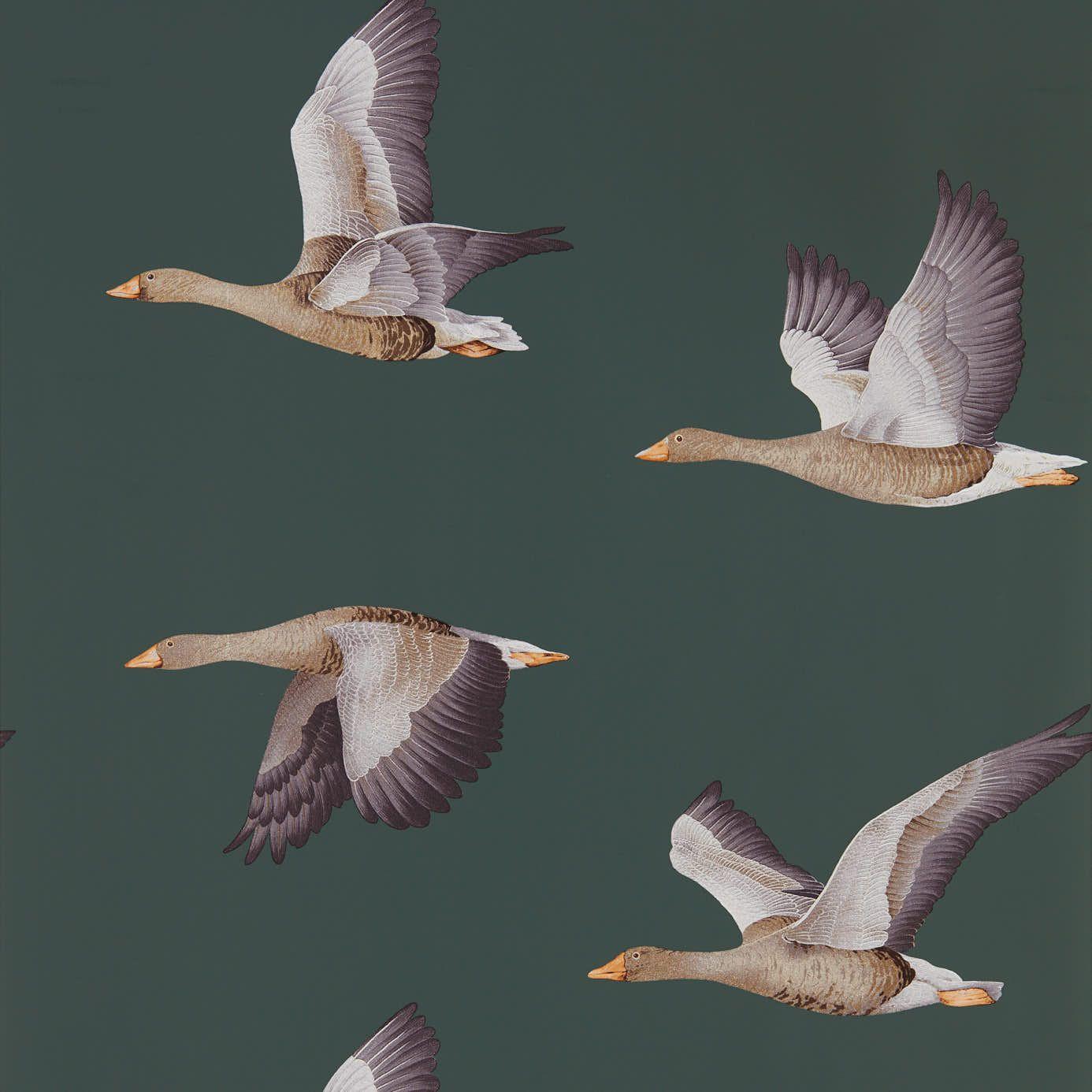 Geese Wallpapers - Top Free Geese Backgrounds - WallpaperAccess