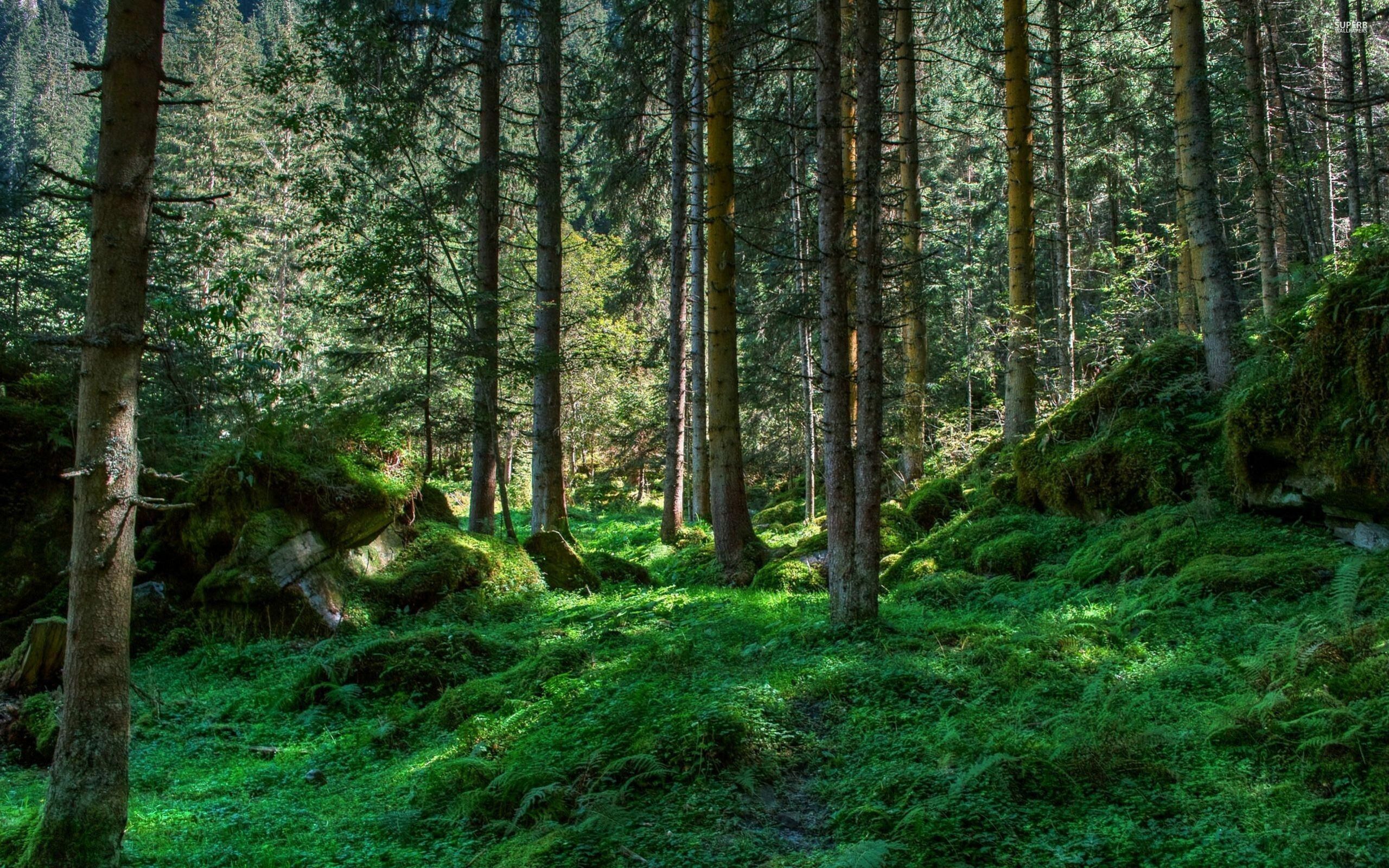 Lofi Forest Wallpapers - Top Free Lofi Forest Backgrounds - WallpaperAccess