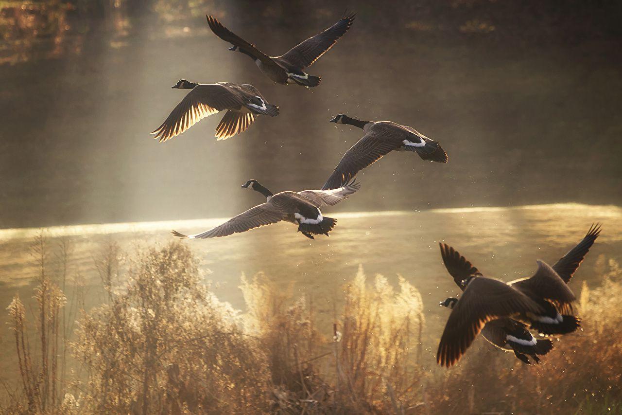 Geese Wallpapers - Top Free Geese Backgrounds - WallpaperAccess