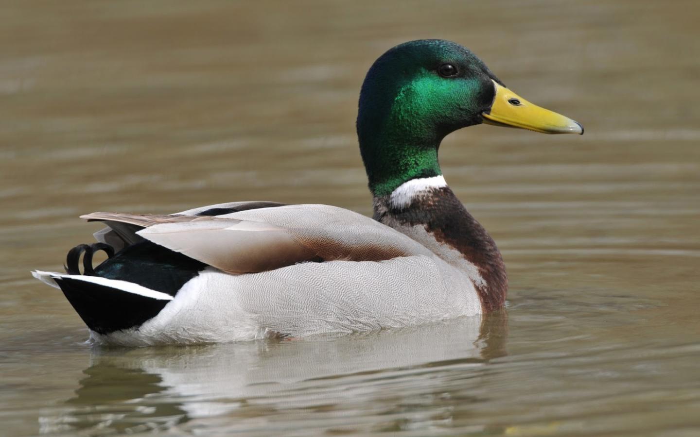 Mallard Wallpapers - Top Free Mallard Backgrounds - WallpaperAccess