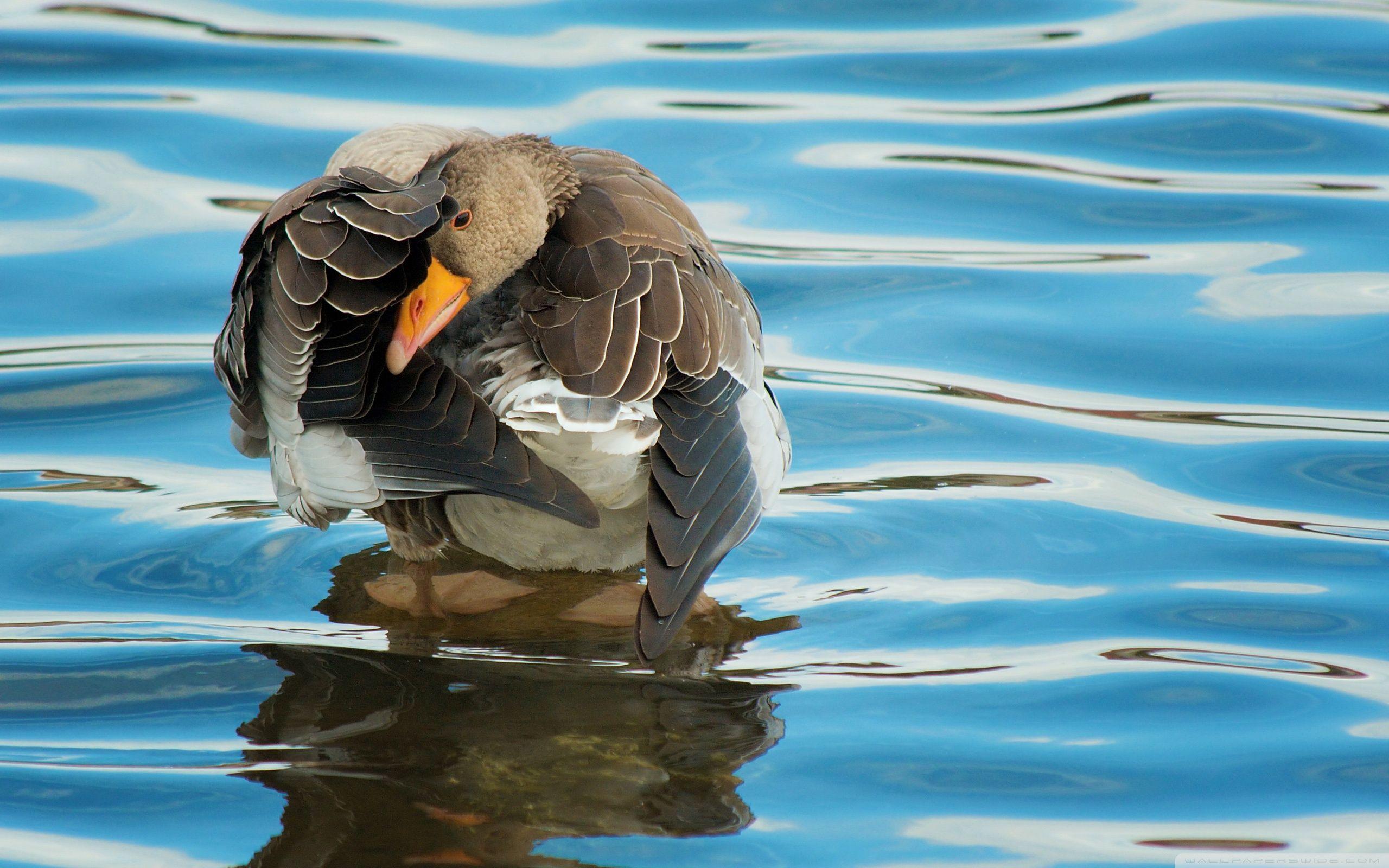 Geese Wallpapers - Top Free Geese Backgrounds - WallpaperAccess