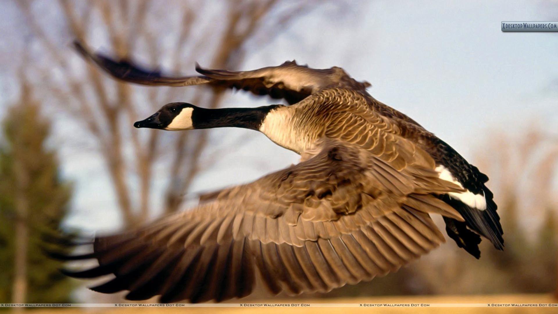 Goose Wallpapers - Top Free Goose Backgrounds - WallpaperAccess