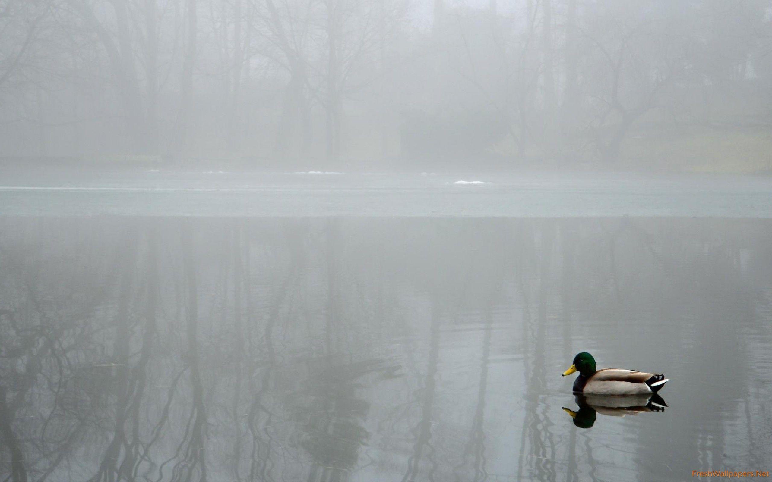 Mallard Wallpapers - Top Free Mallard Backgrounds - WallpaperAccess