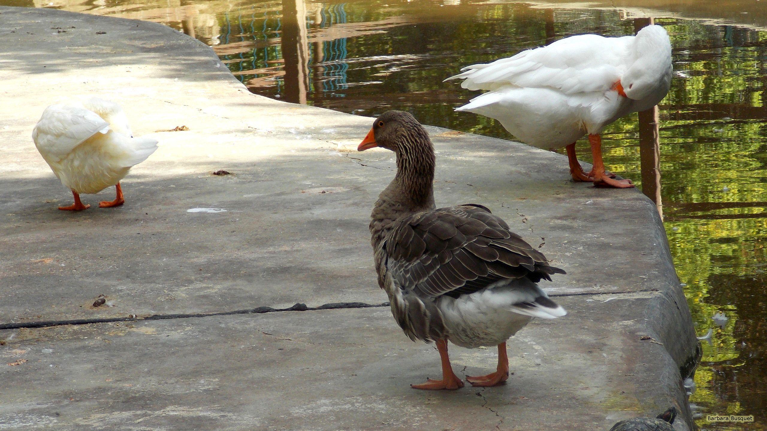 Geese Wallpapers - Top Free Geese Backgrounds - WallpaperAccess