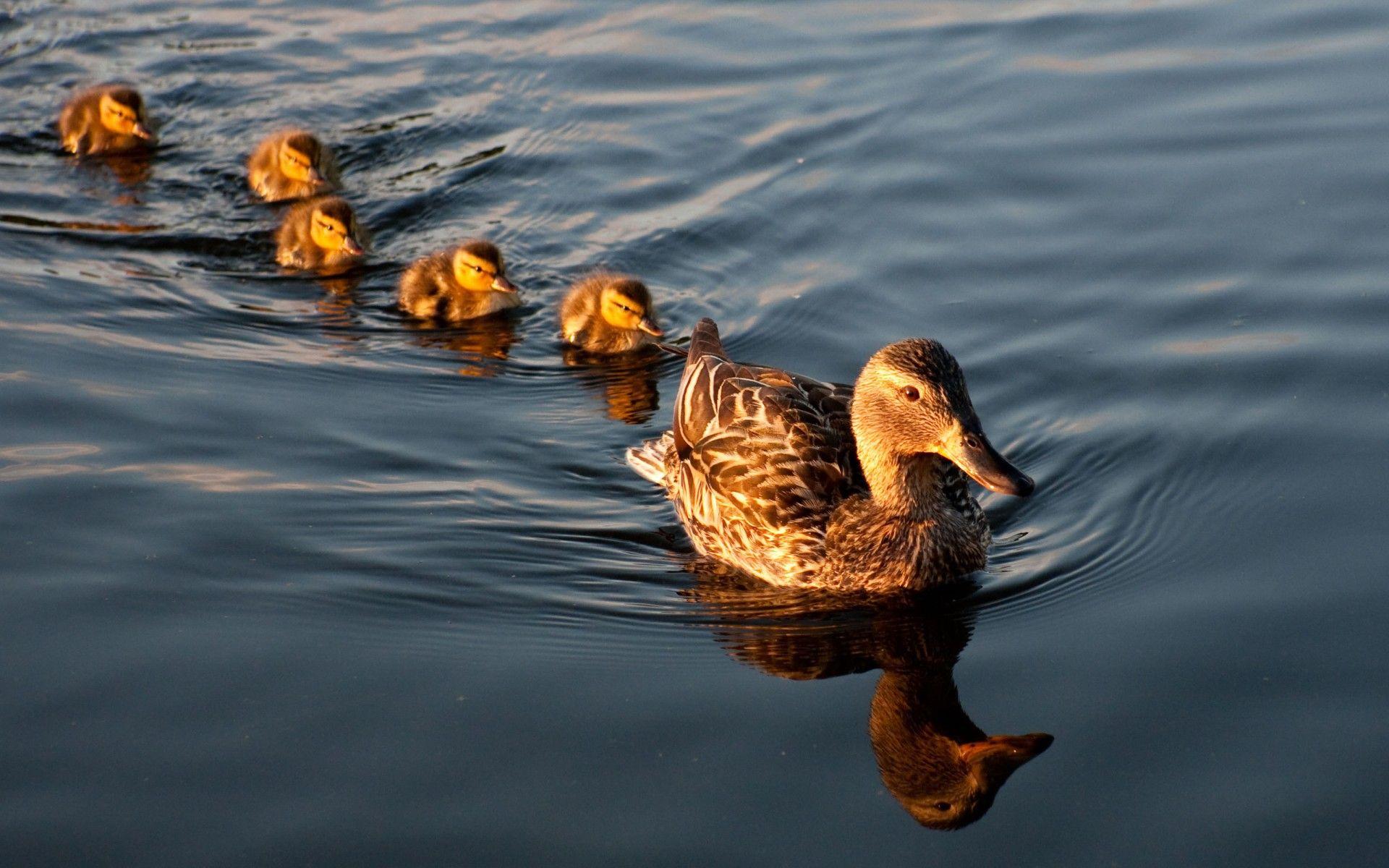 Mallard Wallpapers - Top Free Mallard Backgrounds - WallpaperAccess