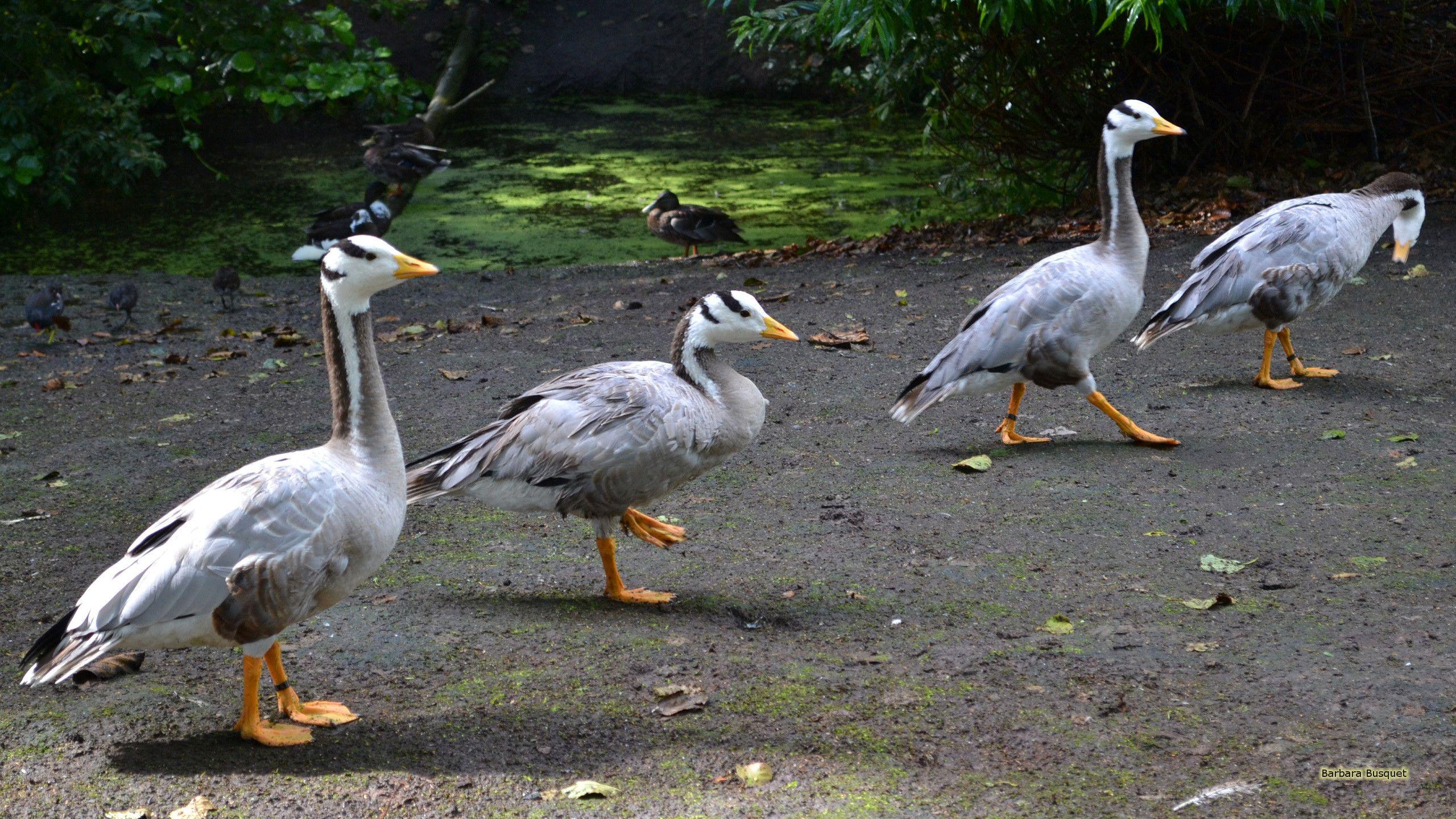 Geese Wallpapers - Top Free Geese Backgrounds - WallpaperAccess