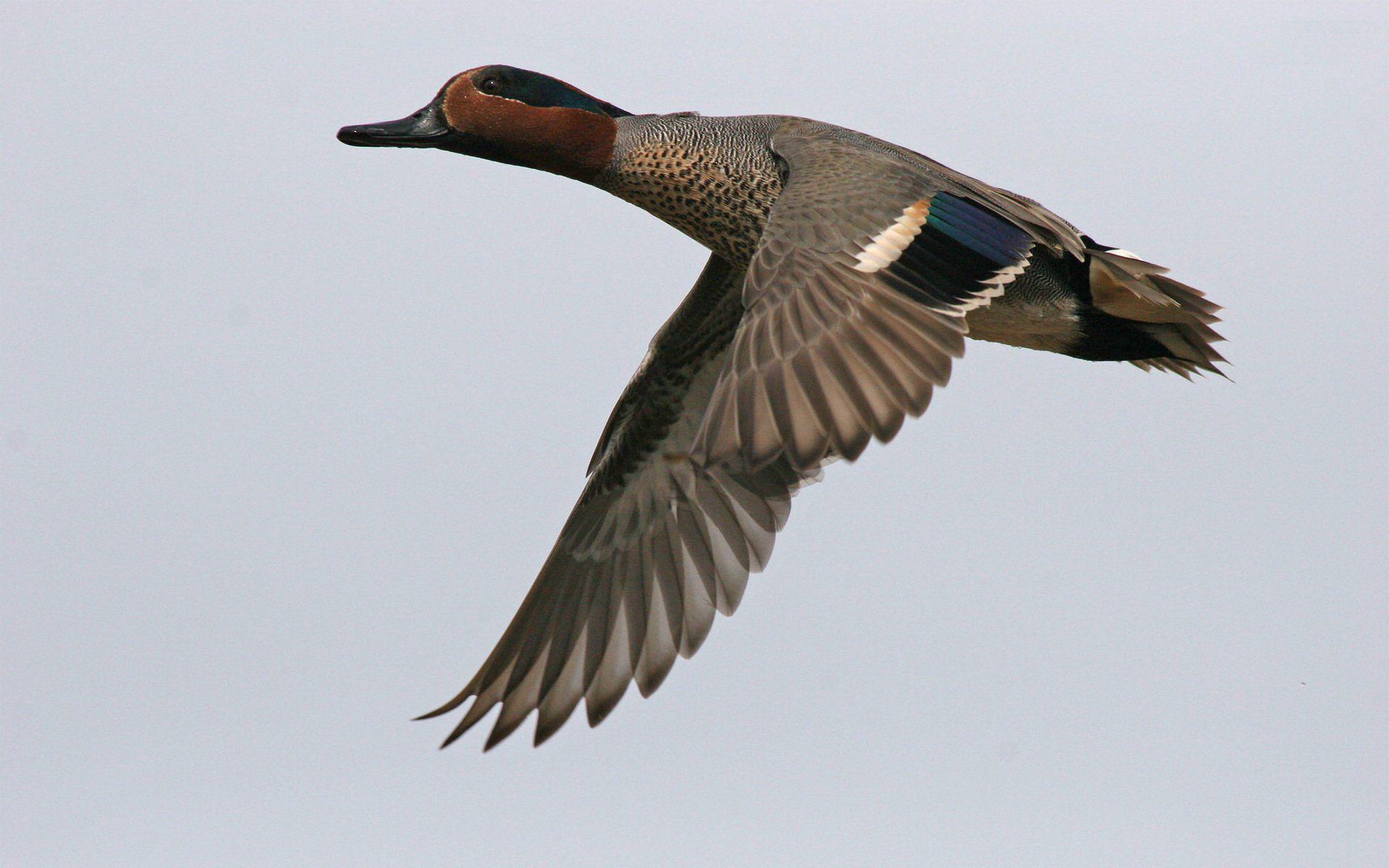 Mallard Wallpapers - Top Free Mallard Backgrounds - WallpaperAccess