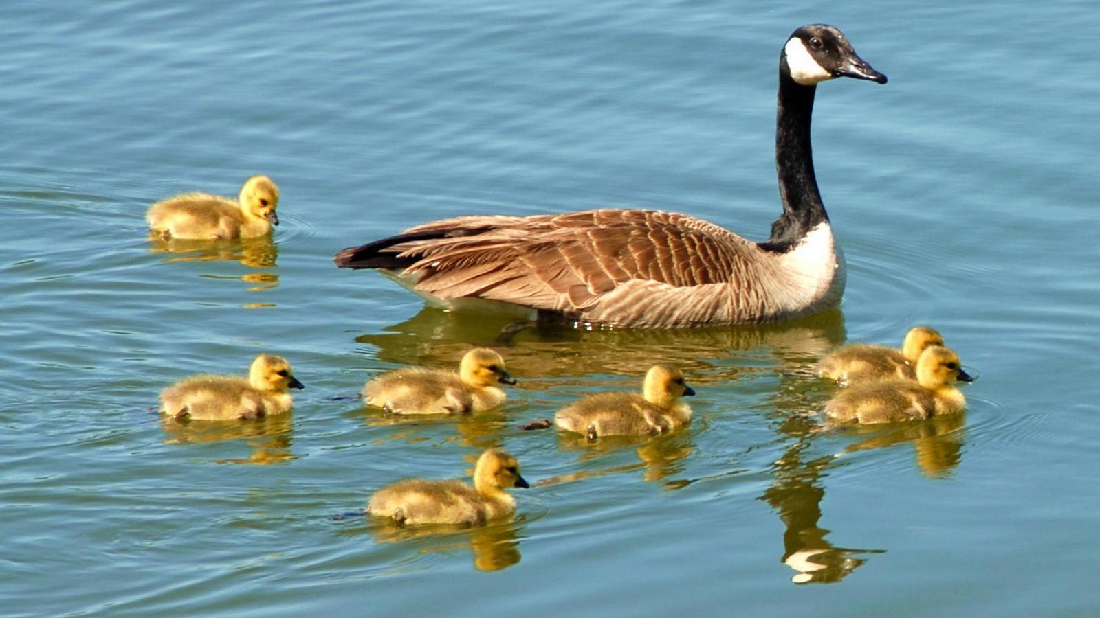 Geese Wallpapers - Top Free Geese Backgrounds - WallpaperAccess