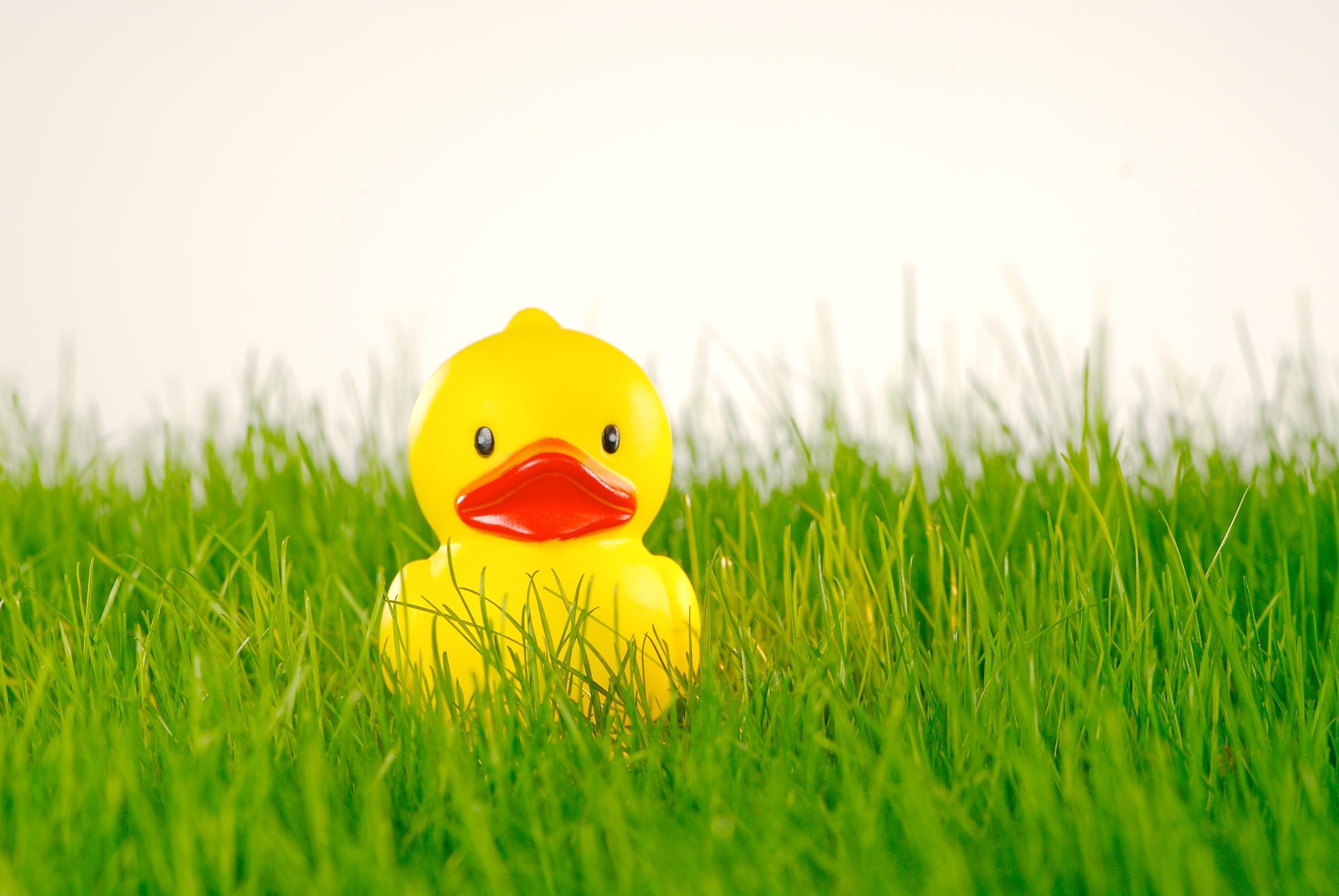 Rubber Duck Wallpapers - Top Free Rubber Duck Backgrounds - WallpaperAccess